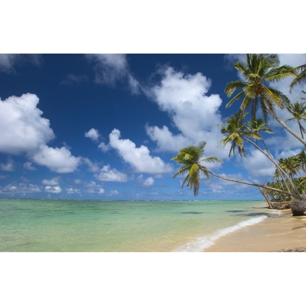 Hawaii Palm Tree Leaning Over Beach Polarized Sky Turquoise Ocean ...