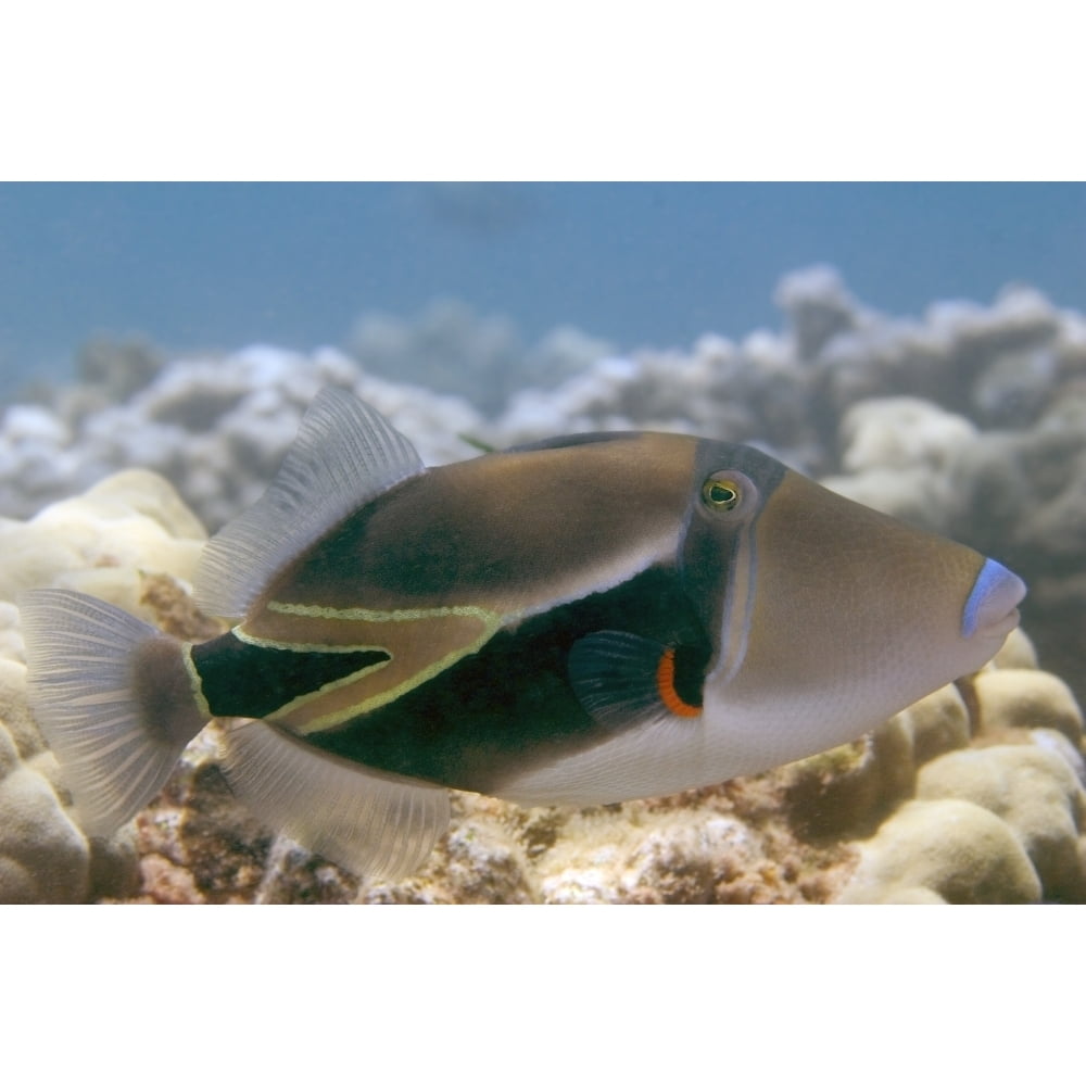 Hawaii Picasso Triggerfish Swimming Over Coral. Poster Print - Walmart.com