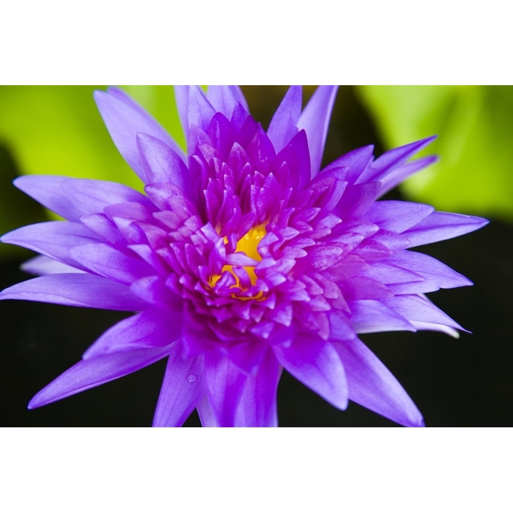 Hawaii Purple Lotus Blossum. Poster Print - Walmart.com