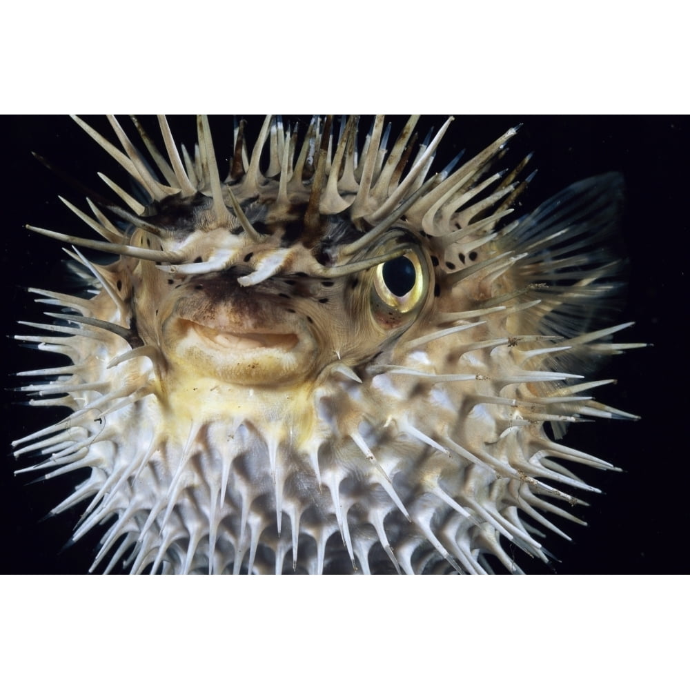 Hawaii Spiny Puffer Close-Up With Mouth Open Black Background Poster ...