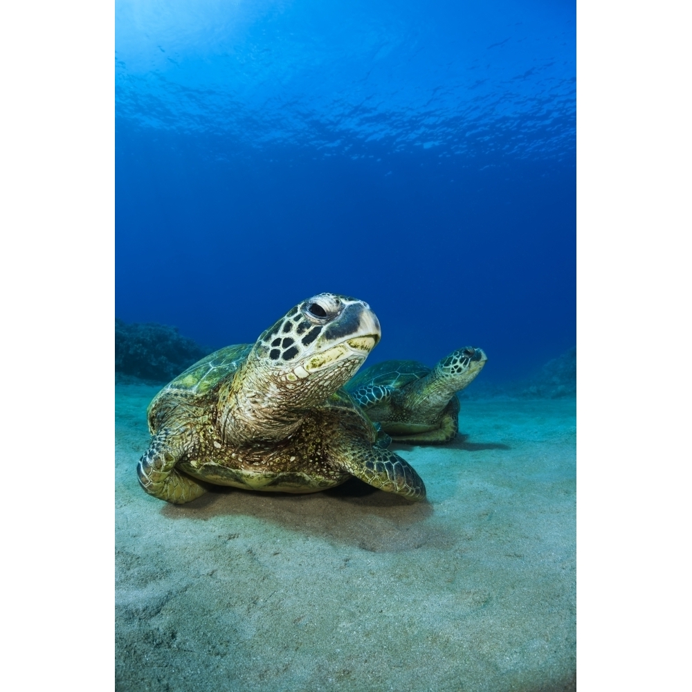 Hawaii West Maui Pair of Green Sea Turtles on the ocean floor. Poster ...