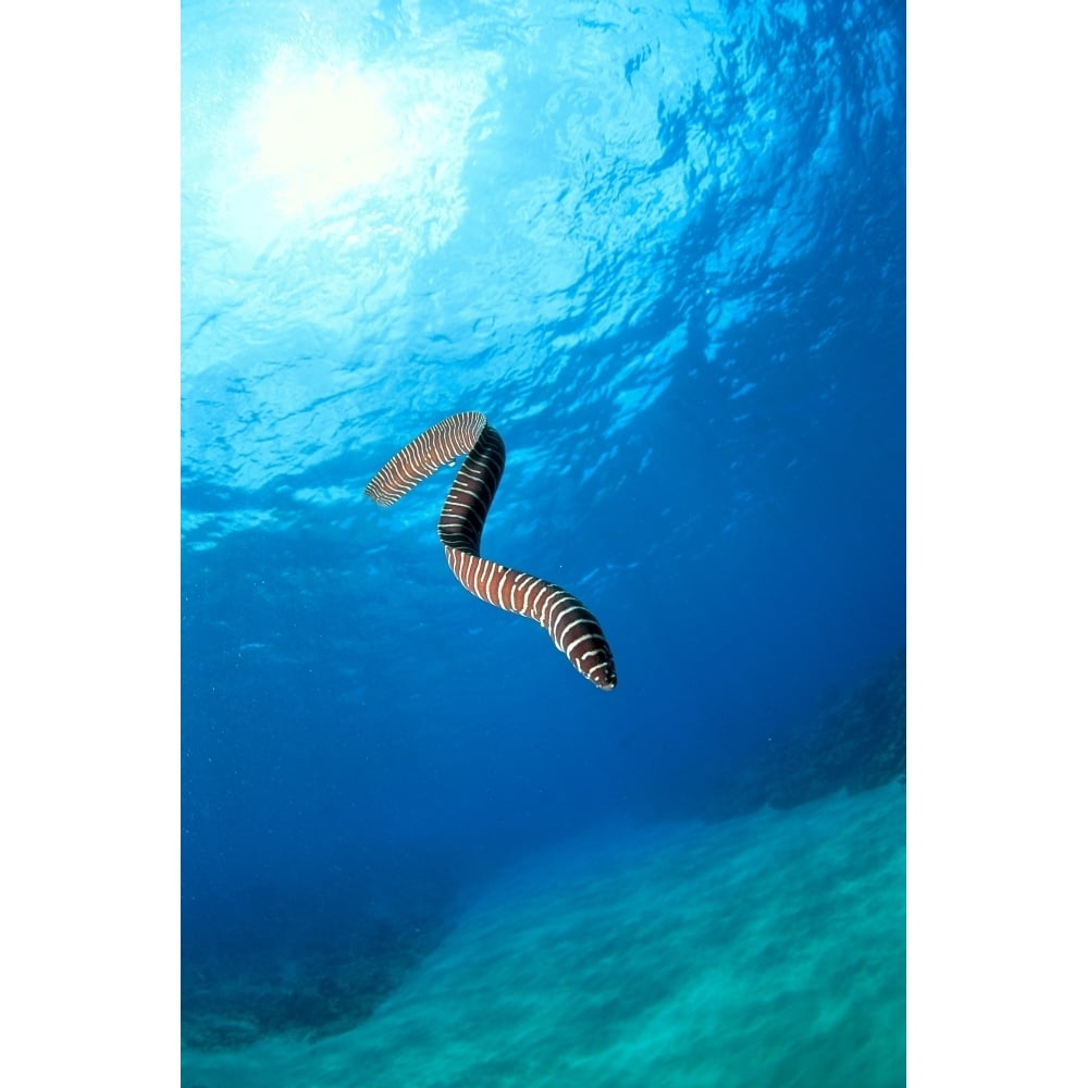 Hawaii, Zebra Moral Eel (Gymnomuraena Zebra) Swims Midwater With ...