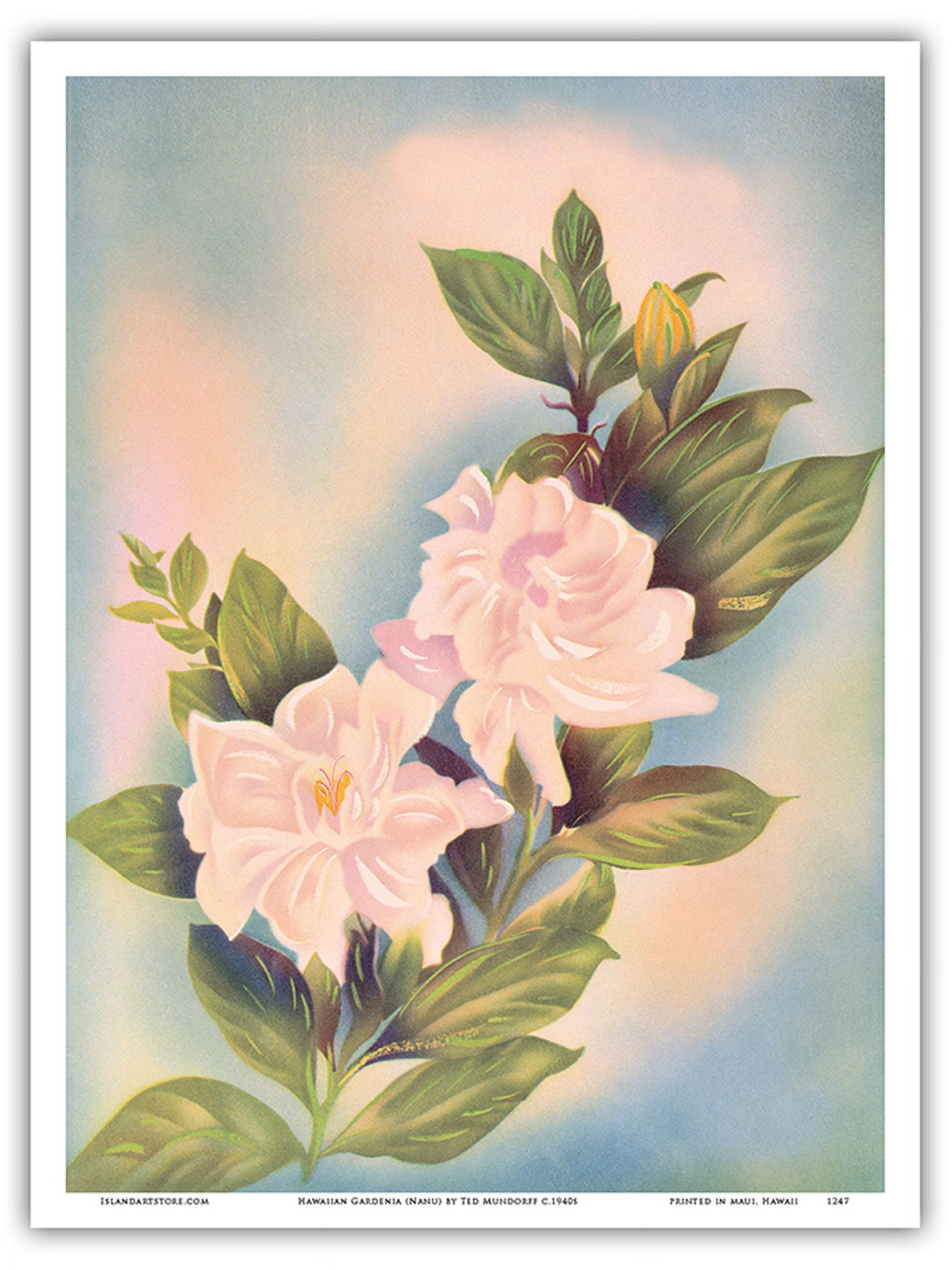 Hawaiian Gardenia (Nanu) - Vintage Hawaiian Airbrush Art by Ted ...