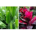 Hawaiian Good Luck Green & Red Live Ti Leaf Plant Cuttings 1Pk 2 Logs ...