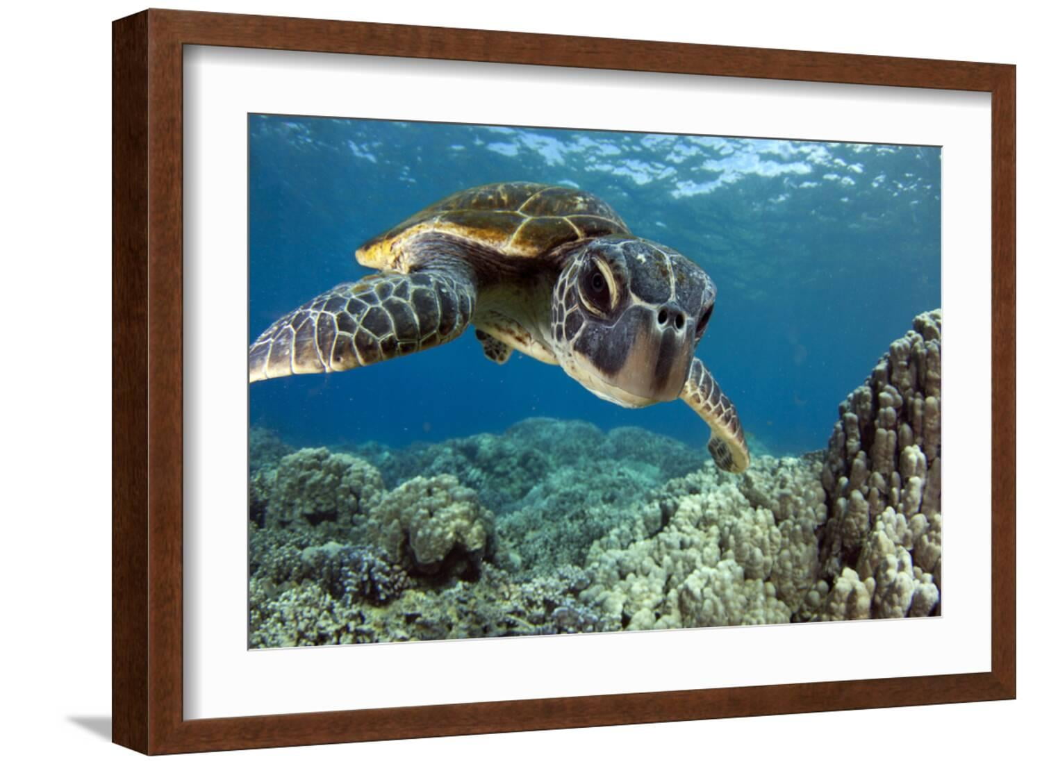Art.com Hawaiian Green Sea Turtle Photographic Print by Swims with Fish ...