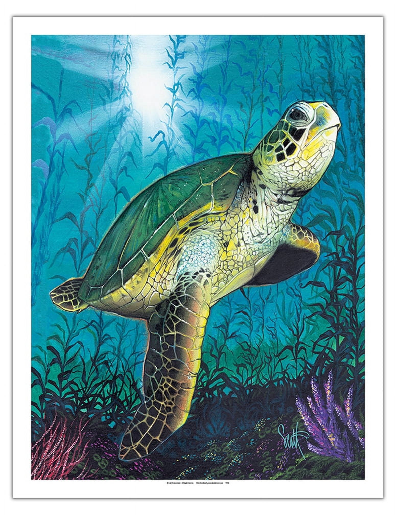 Hawaiian Green Sea Turtle - From an Original Color Painting by Scott ...