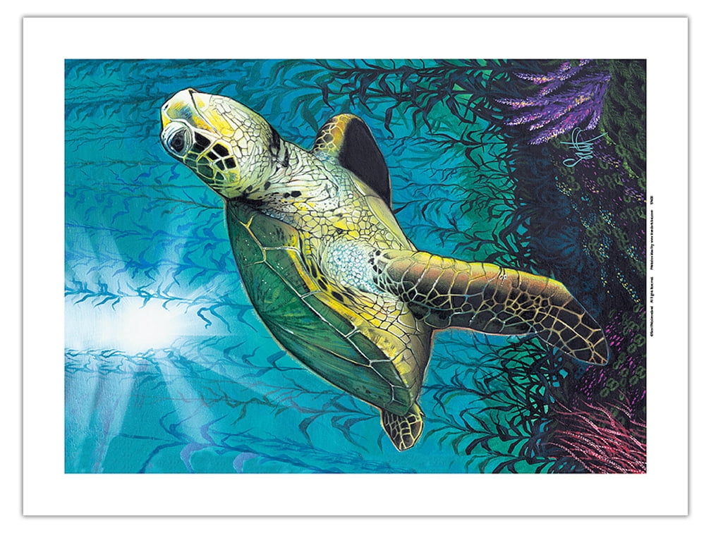 Hawaiian Green Sea Turtle - From an Original Color Painting by Scott ...