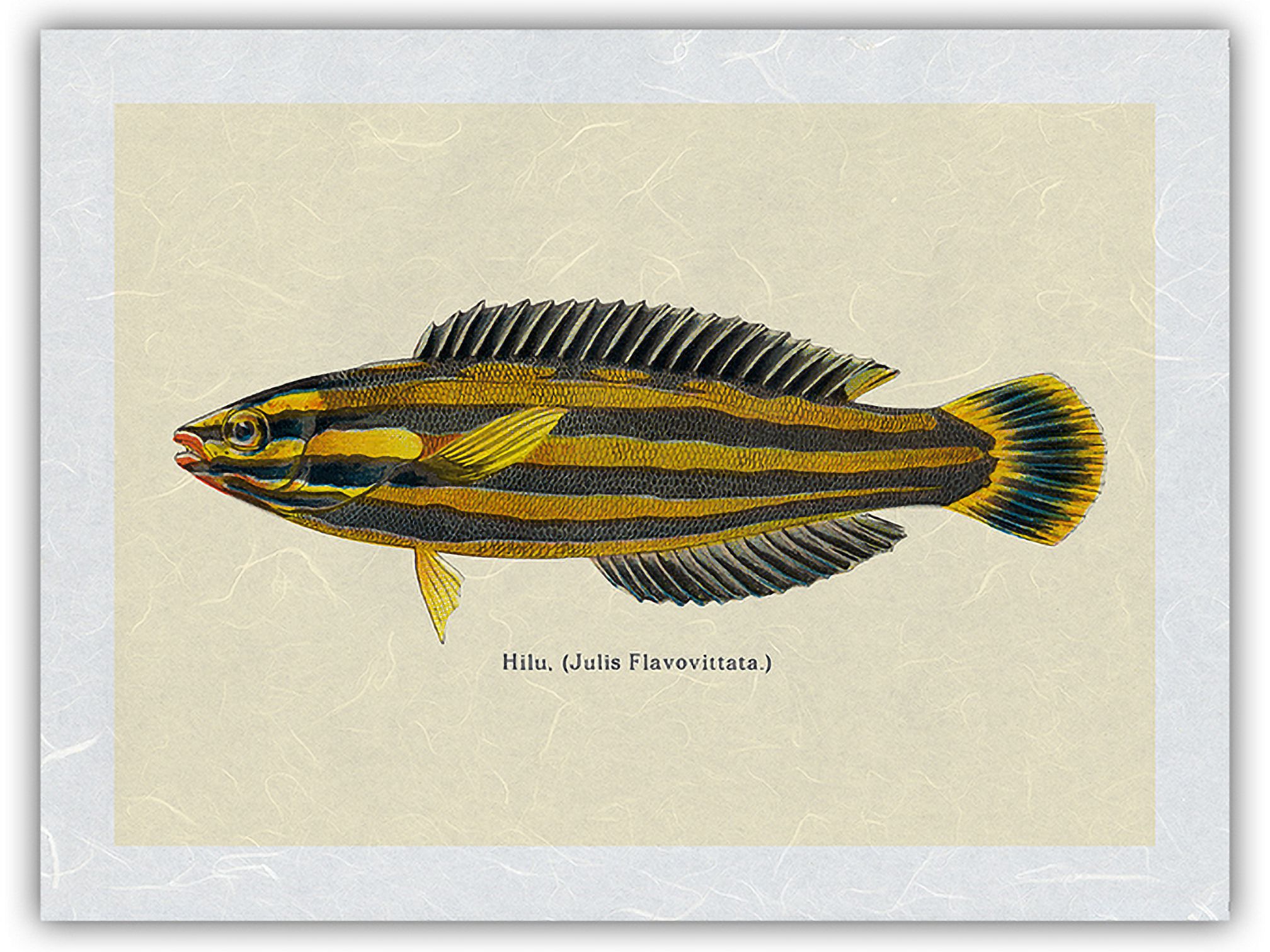 Hawaiian Hilu - Yellowstripe Coris (Julis Flavovittata) - Fishes of ...