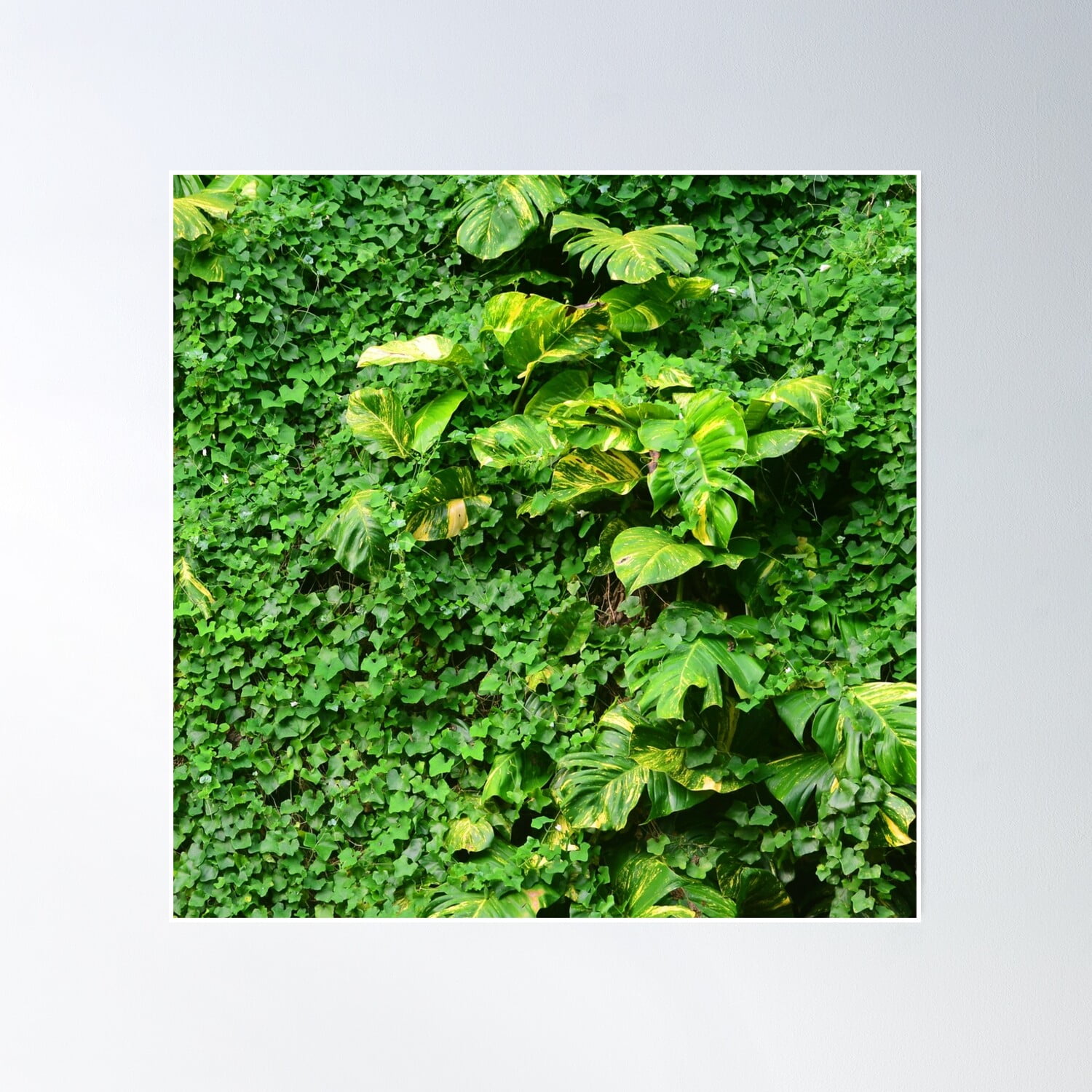 Hawaiian Island Jungle Rainforest Lush Vibrant Leaves Poster Wall Art ...