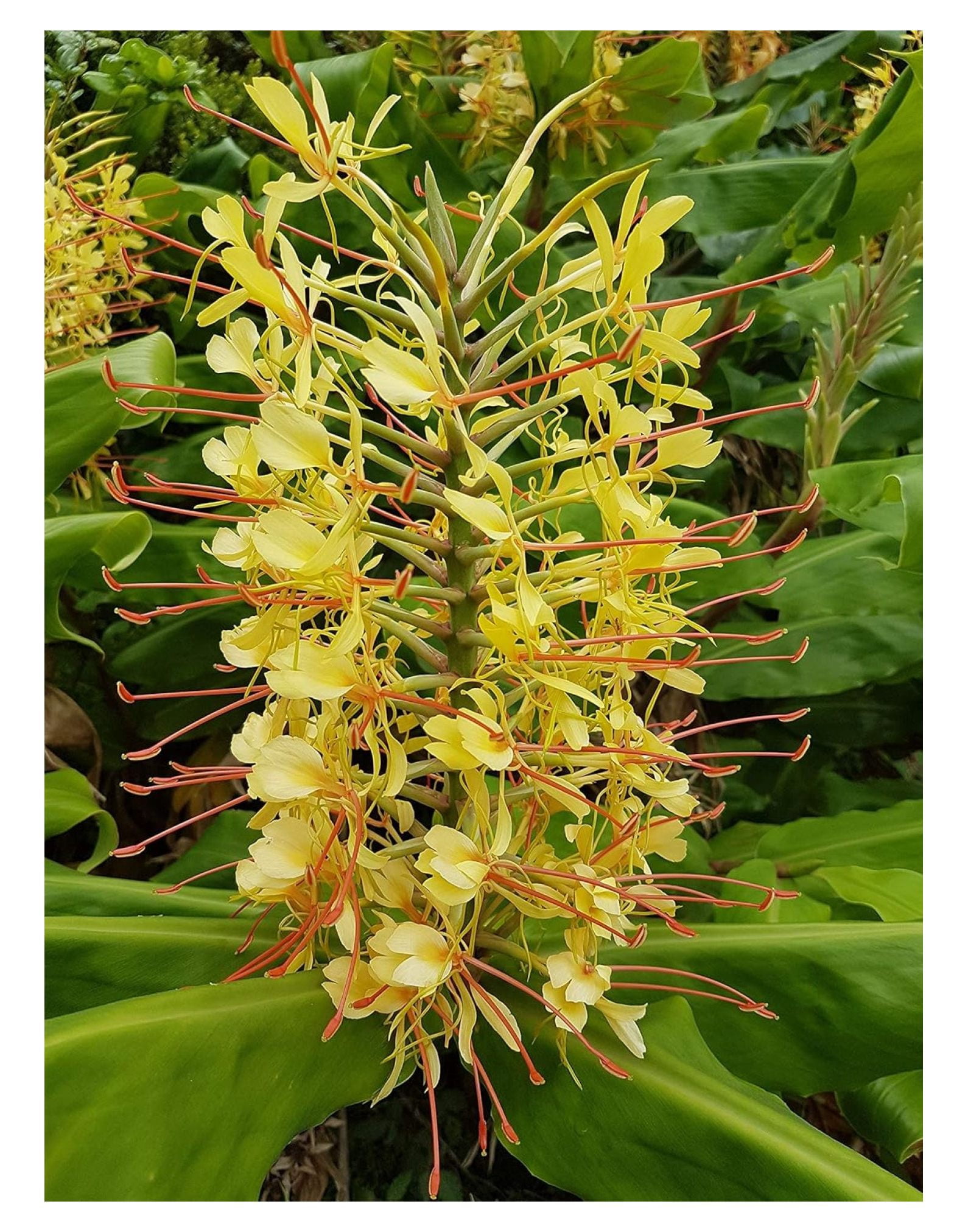 Hawaiian Kahili Yellow Ginger Plant Root 1 Pack - Walmart.com