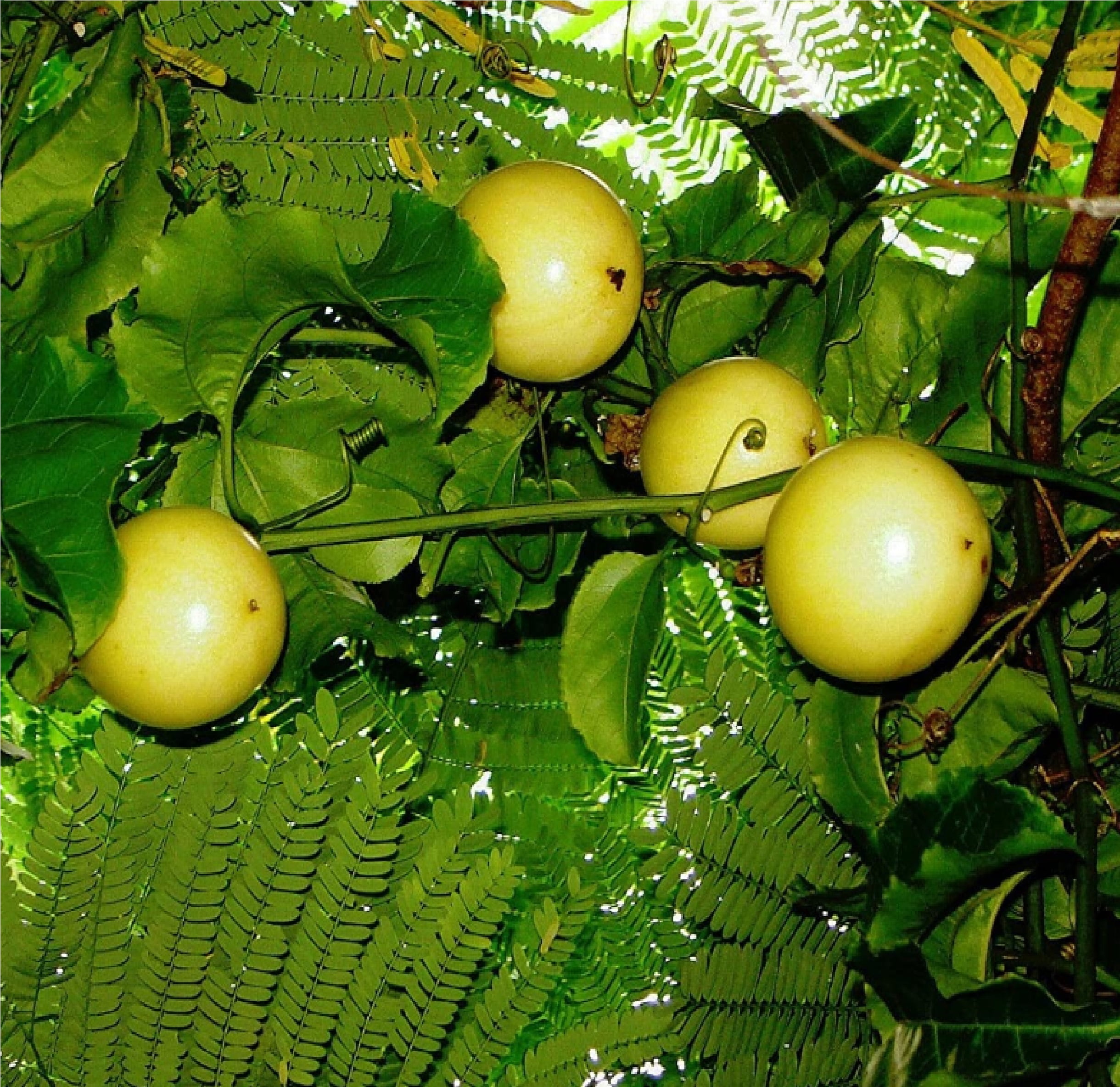 Hawaiian Lilikoi Passion Fruit Plant Seeds 4 Packs (20 Seeds per Pack ...
