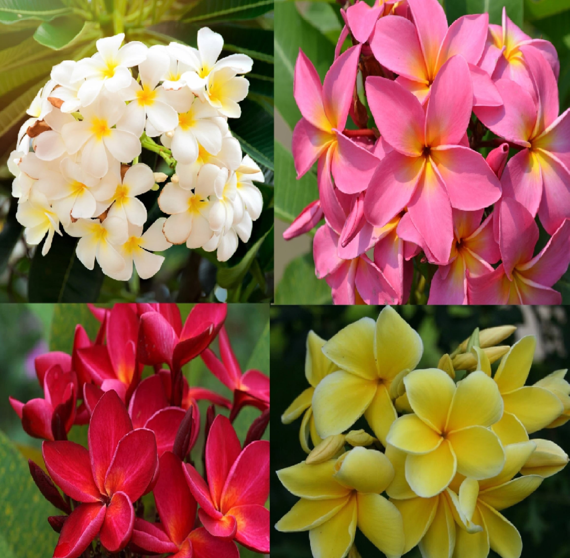 Hawaiian Live Plumeria Frangipani Plant Cuttings 4 Pk Multi-Color 9 ...