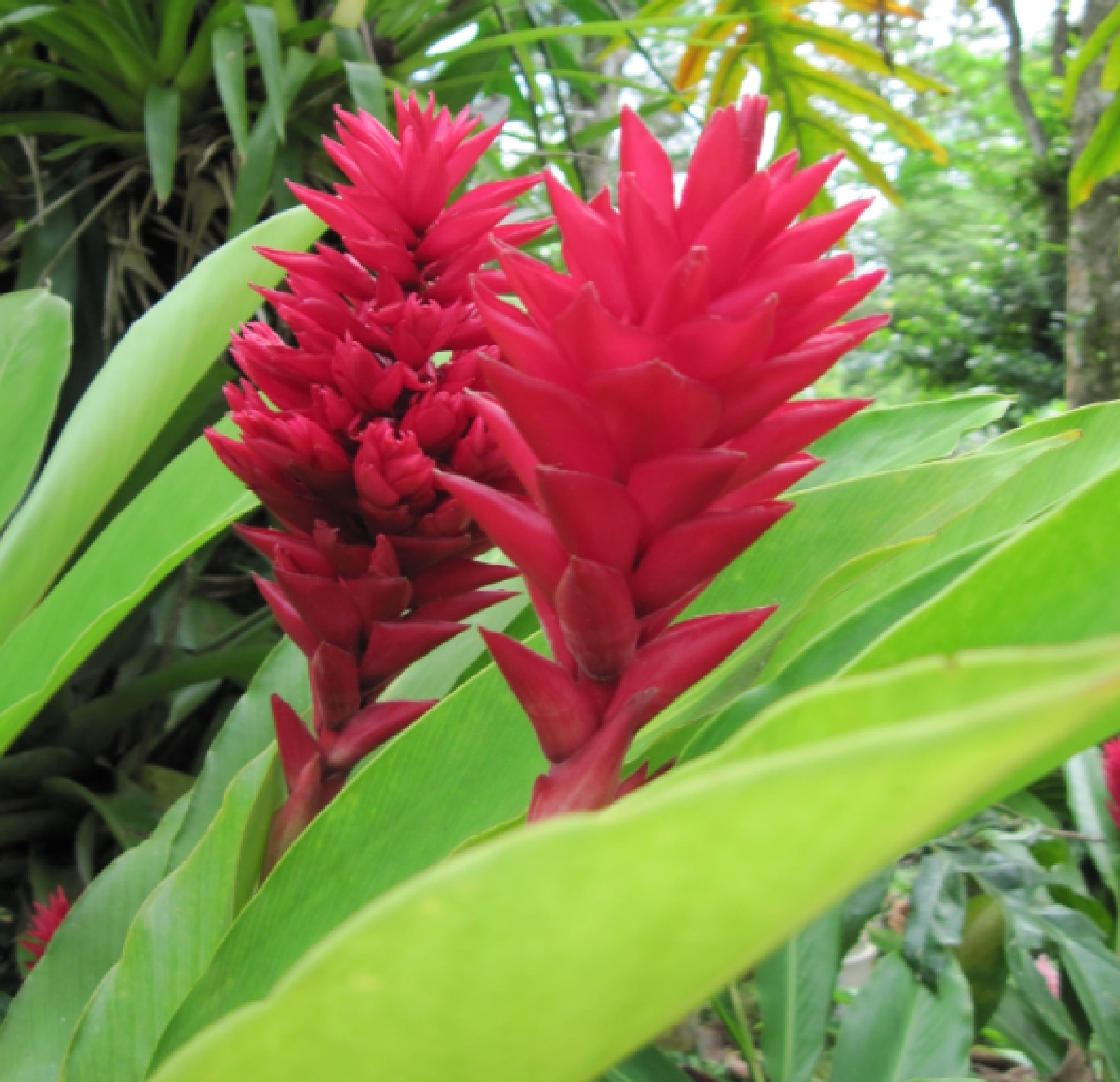 Hawaiian Live Red Ginger Plant Rhizomes 4 Pk (2 Per Pk) Partial Shade ...