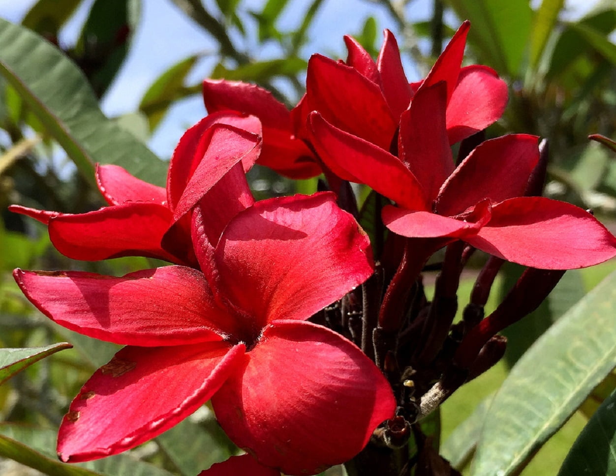 Hawaiian Live Red Plumeria Plant Cuttings (Pack of 4) Unrroted, No ...