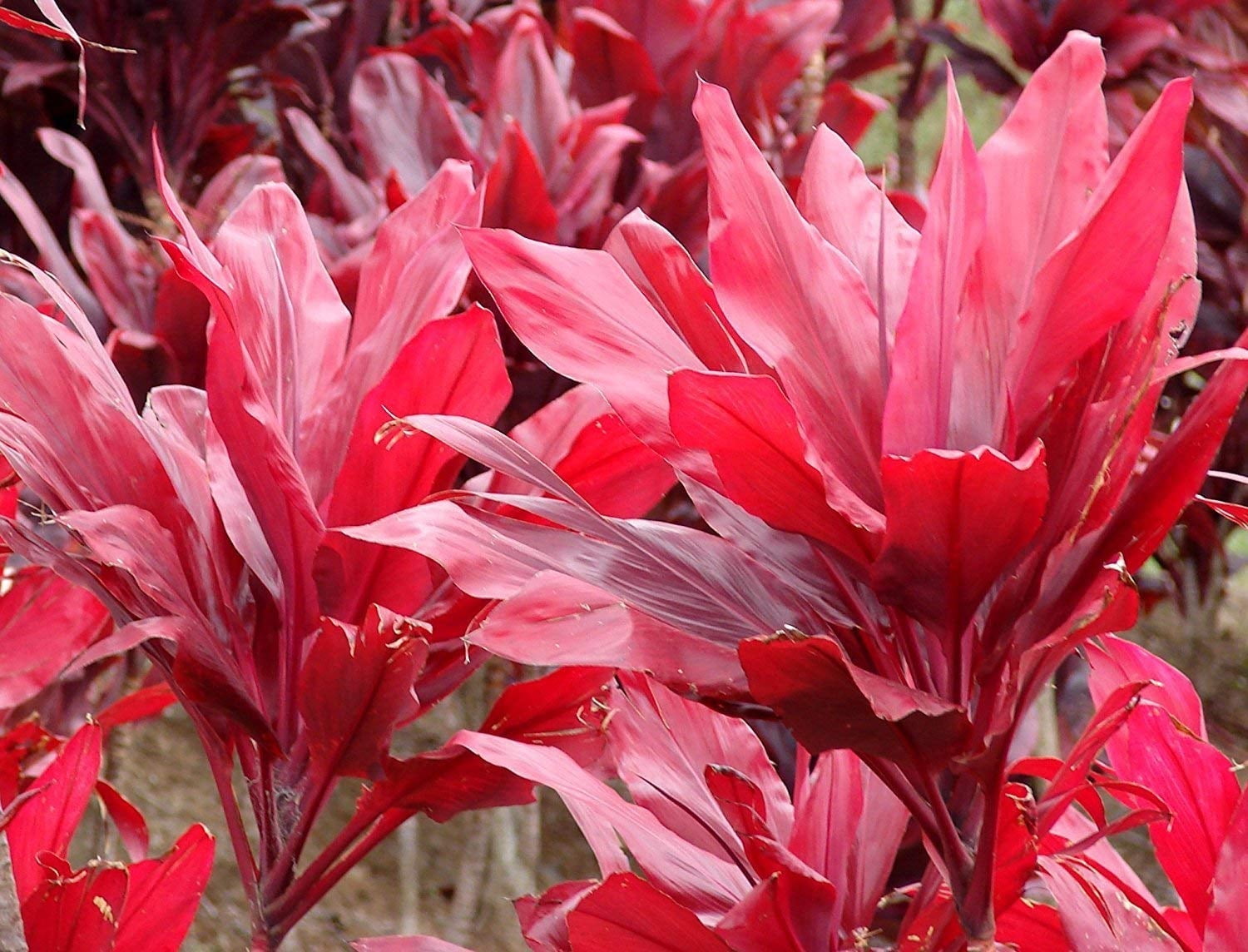 Hawaiian Live Red Ti Leaf Plant Shrub Logs 1 PK (2 Logs) Sun & Shade ...