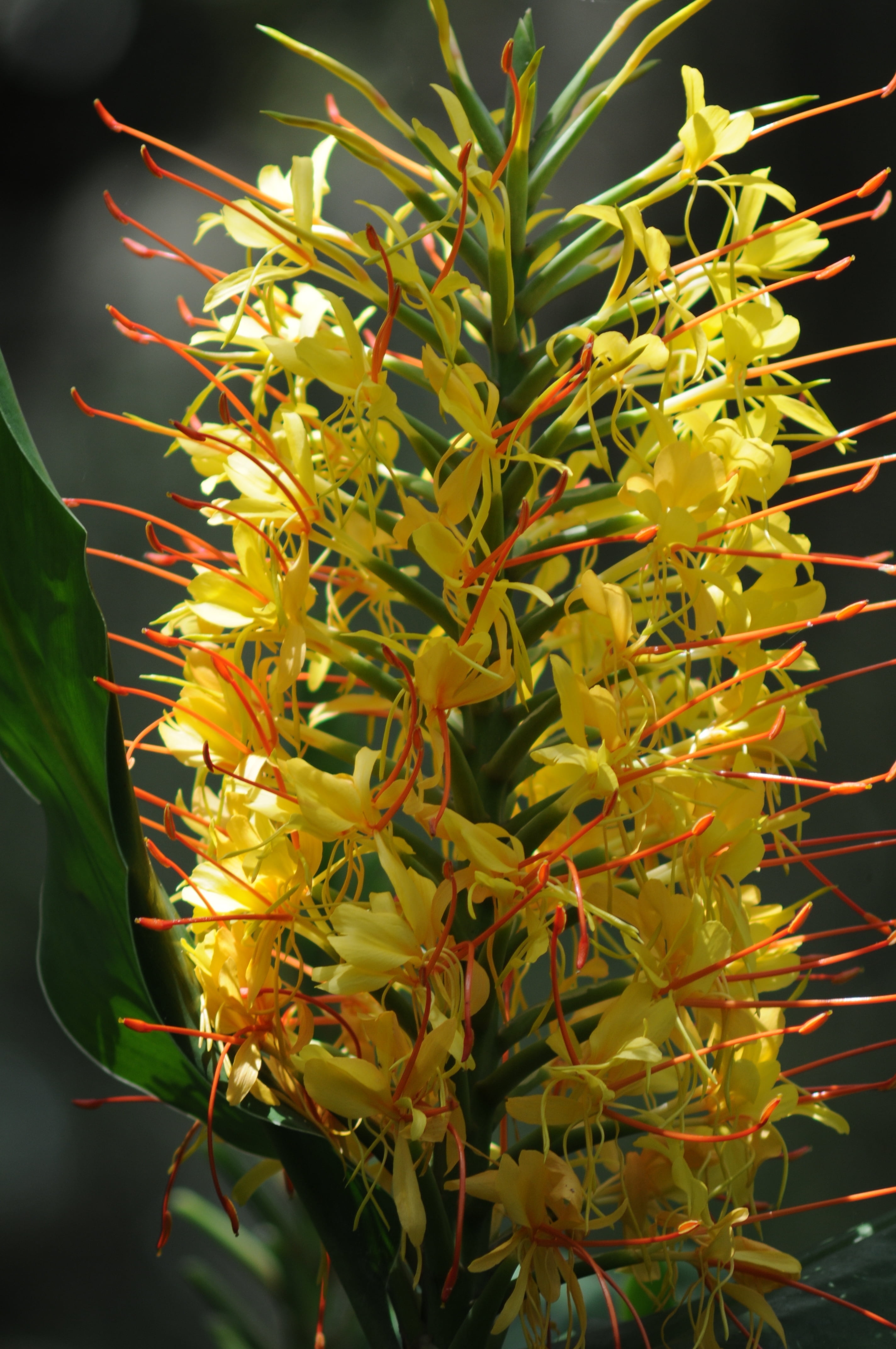 Hawaiian Live Yellow Kahili Ginger Plant Bulb 1 Pk Parital Shade ...