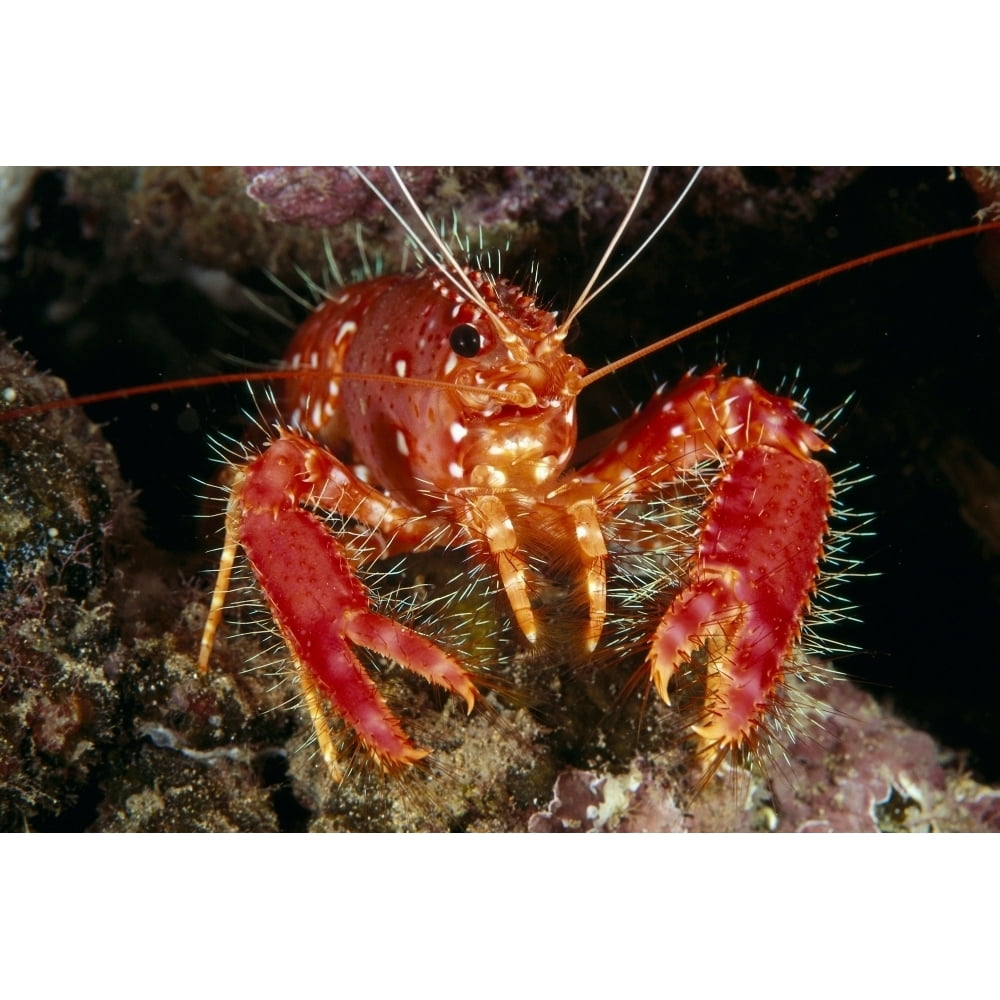 Hawaiian Lobster Front View A89G Poster Print - Walmart.com