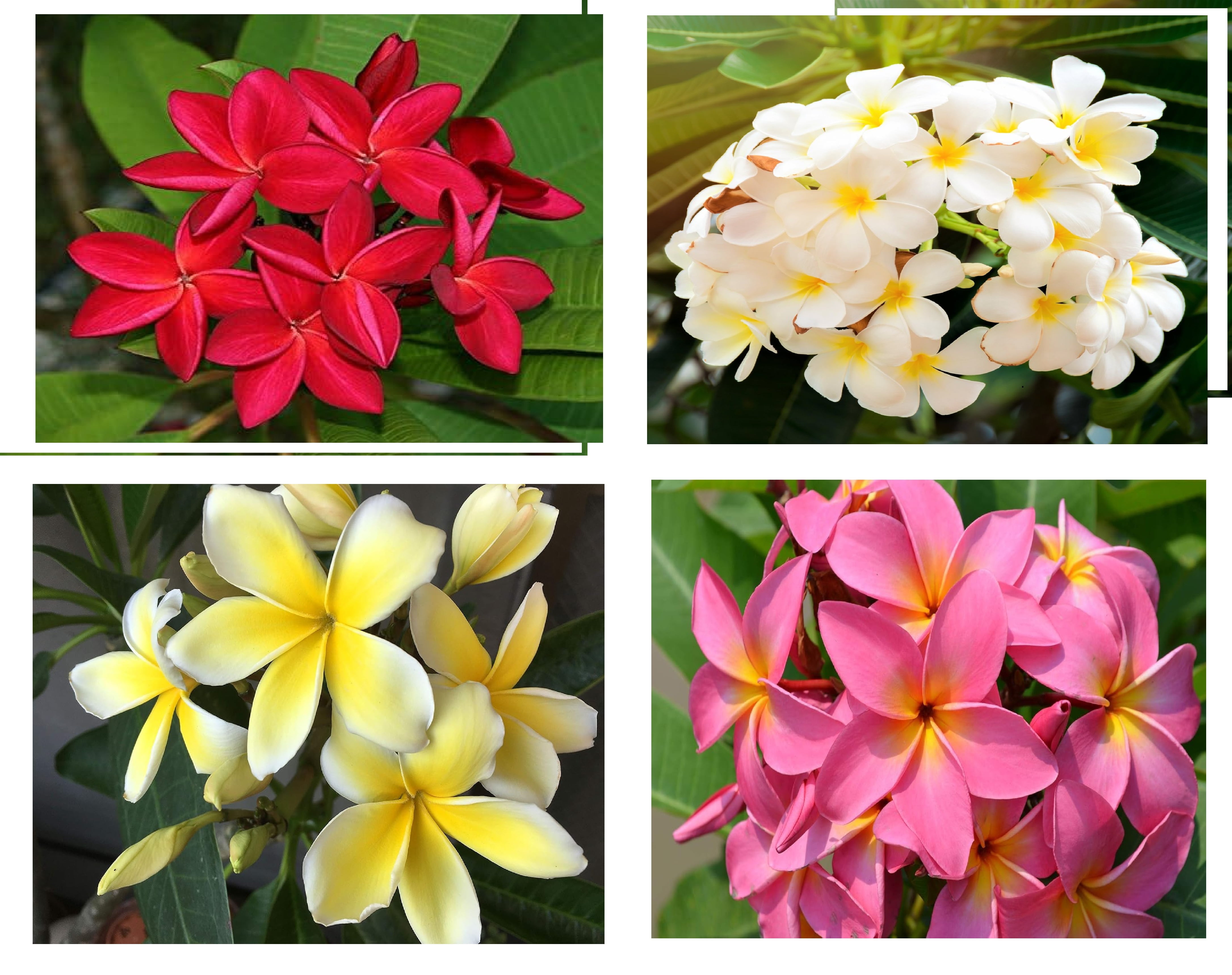 Hawaiian Mixed Plumeria Plant Cuttings 9 Inch Long (4 Count) Red ...
