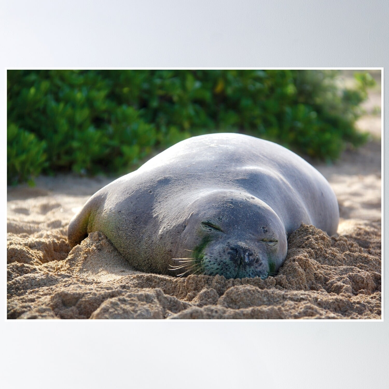 Hawaiian Monk Seal Napping On A Sandy Beach In Kauai Poster Wall Art ...