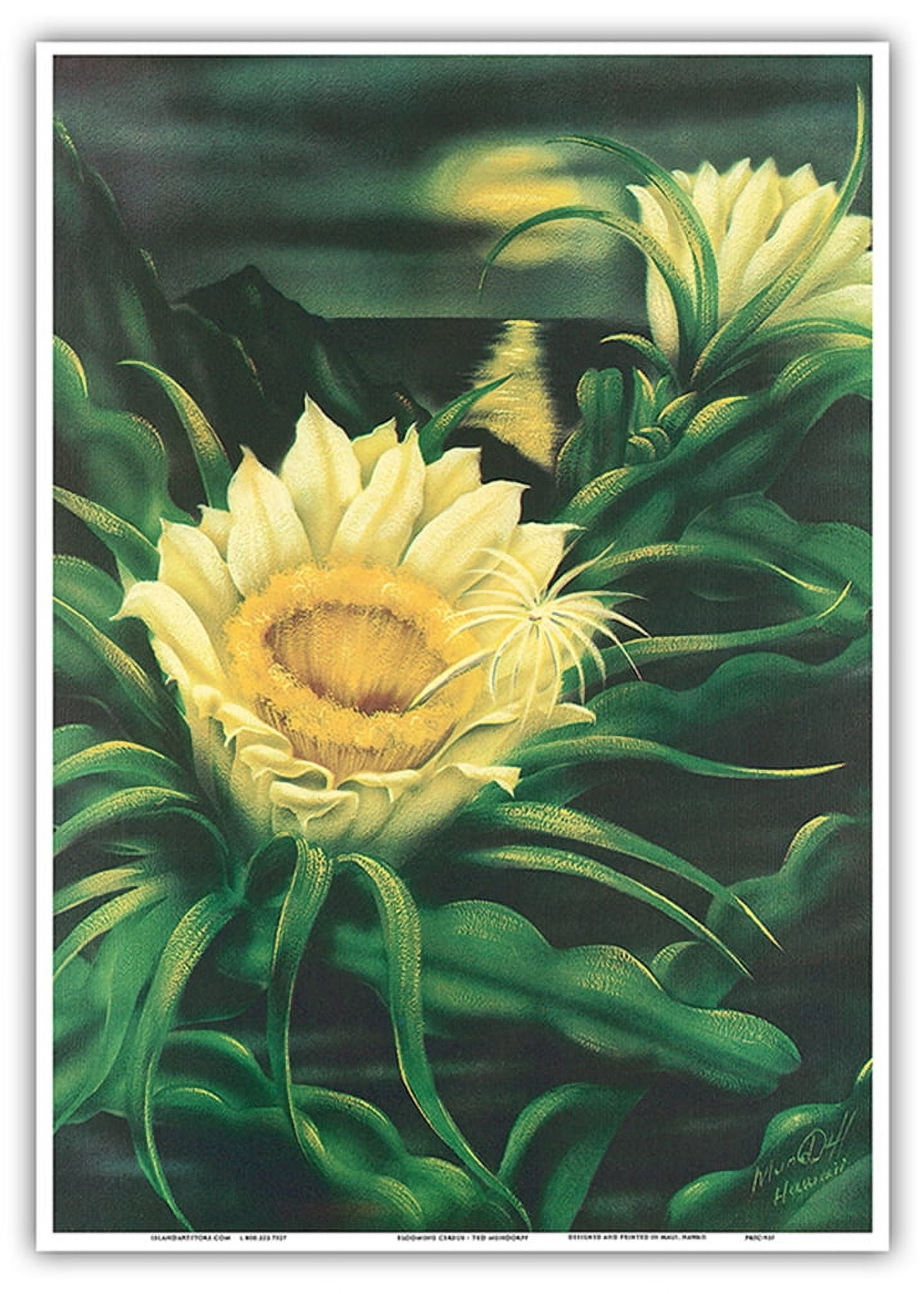Hawaiian Night-Blooming Cereus (Panini o Kapunahou) - Honolulu Queen of ...