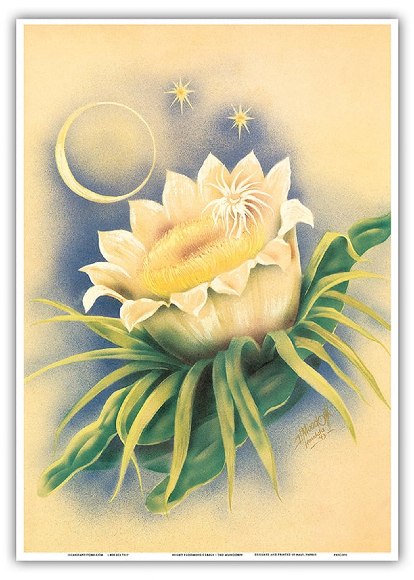 Hawaiian Night Blooming Cereus (Panini o Kapunahou) - Honolulu Queen of ...