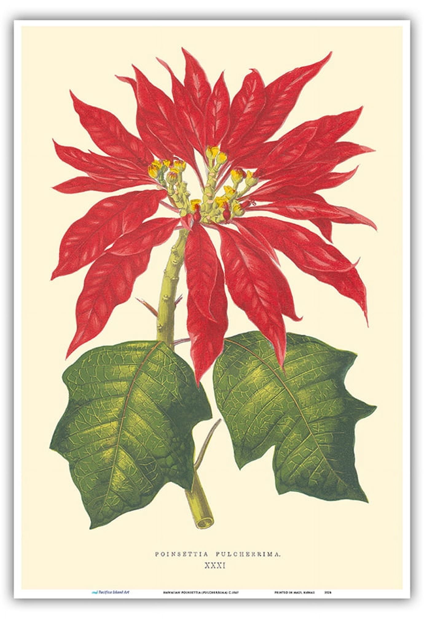 Hawaiian Poinsettia (Pulcherrima) - Vintage Botanical Illustration c.1867 - Master Art Print ...