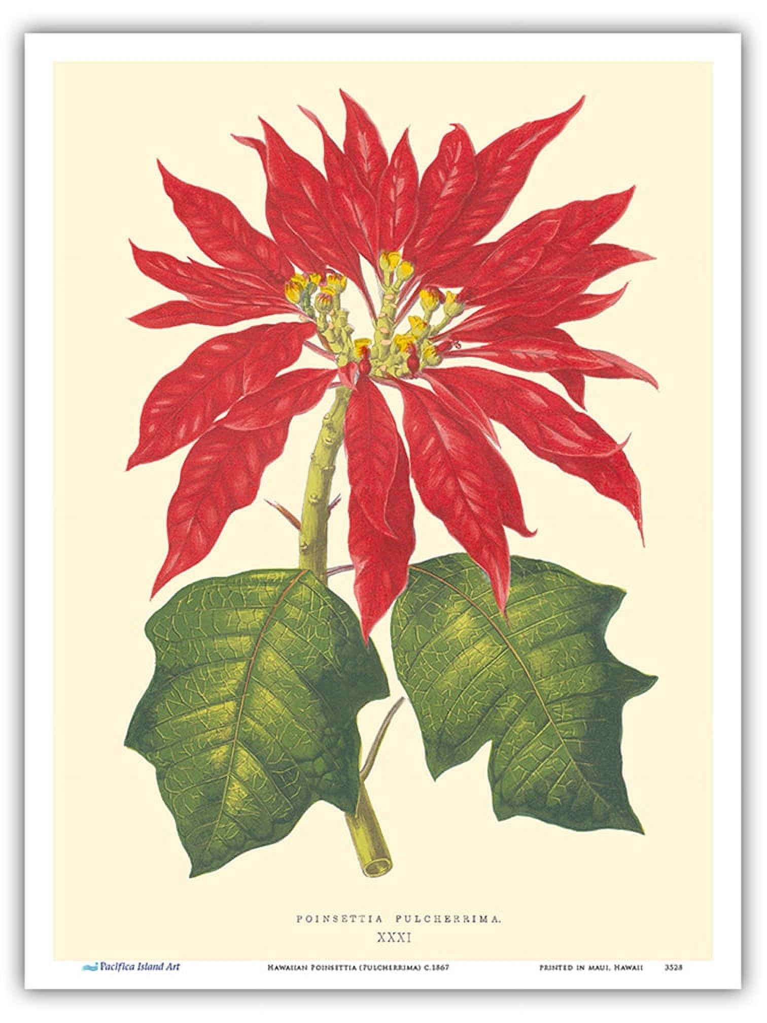 Hawaiian Poinsettia (Pulcherrima) - Vintage Botanical Illustration c ...