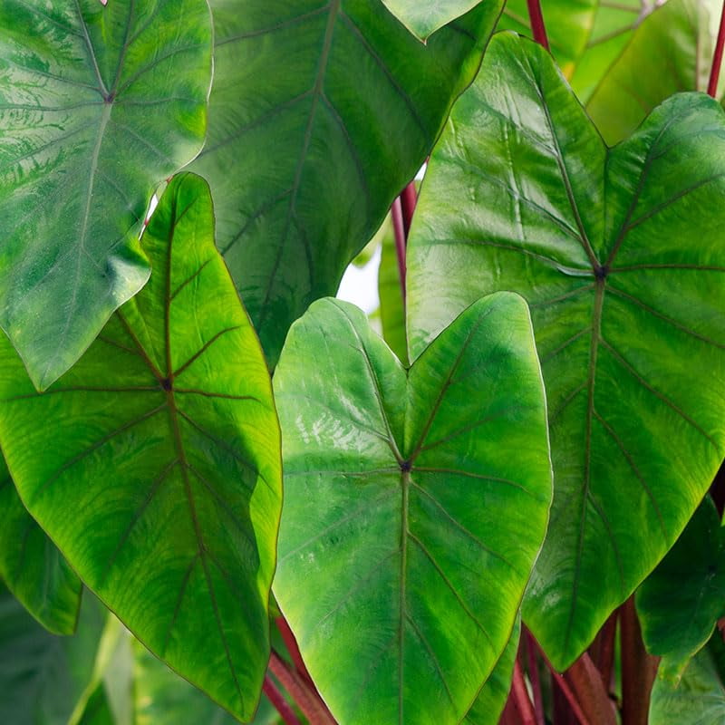 Hawaiian Punch Elephant Ear Flower Bulb - Ready to Plant Live Perennial ...