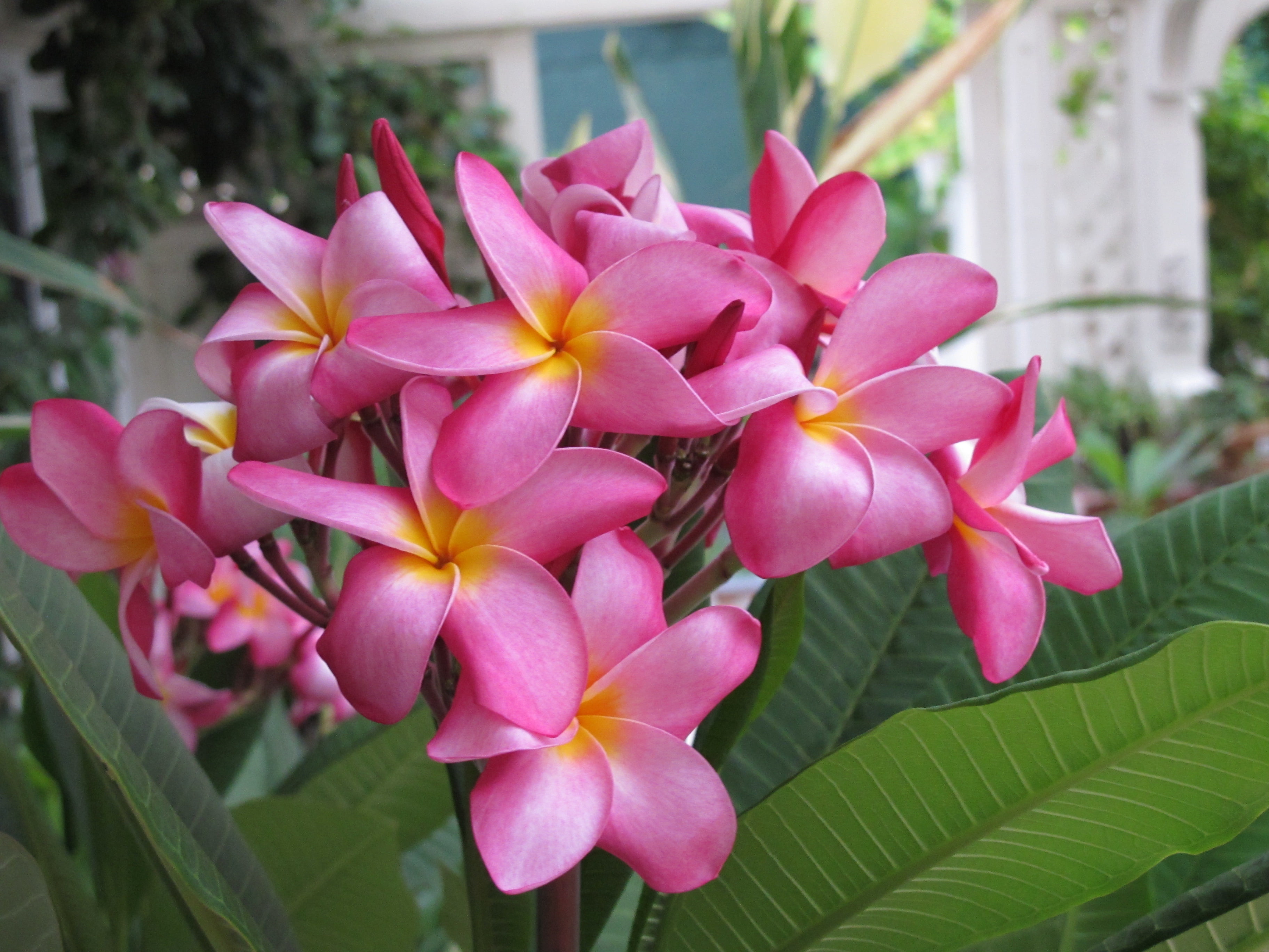 Hawaiian Rare Plumeria Frangipani Plant Planta Cuttings Pink- 10 inch ...