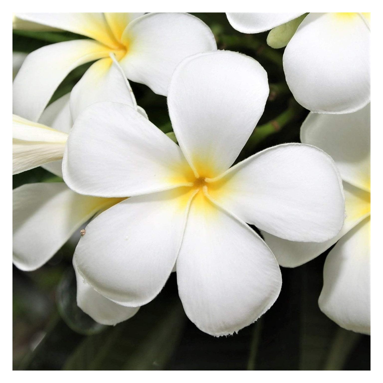 Planta De Plumeria