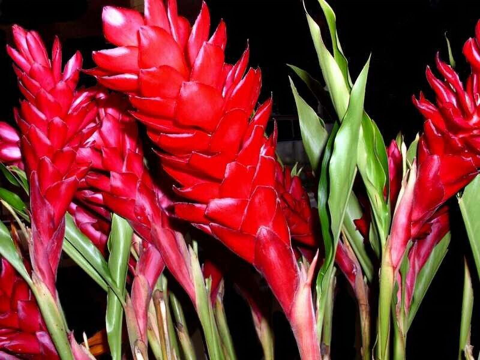 Hawaiian Red Ginger Alpinia Purpurata Starter Plant 6 to 10 In. Tall NO ...