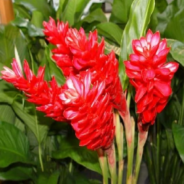Hawaiian Red Ginger Plant Roots 5 Pk Partial Shade - Walmart.com