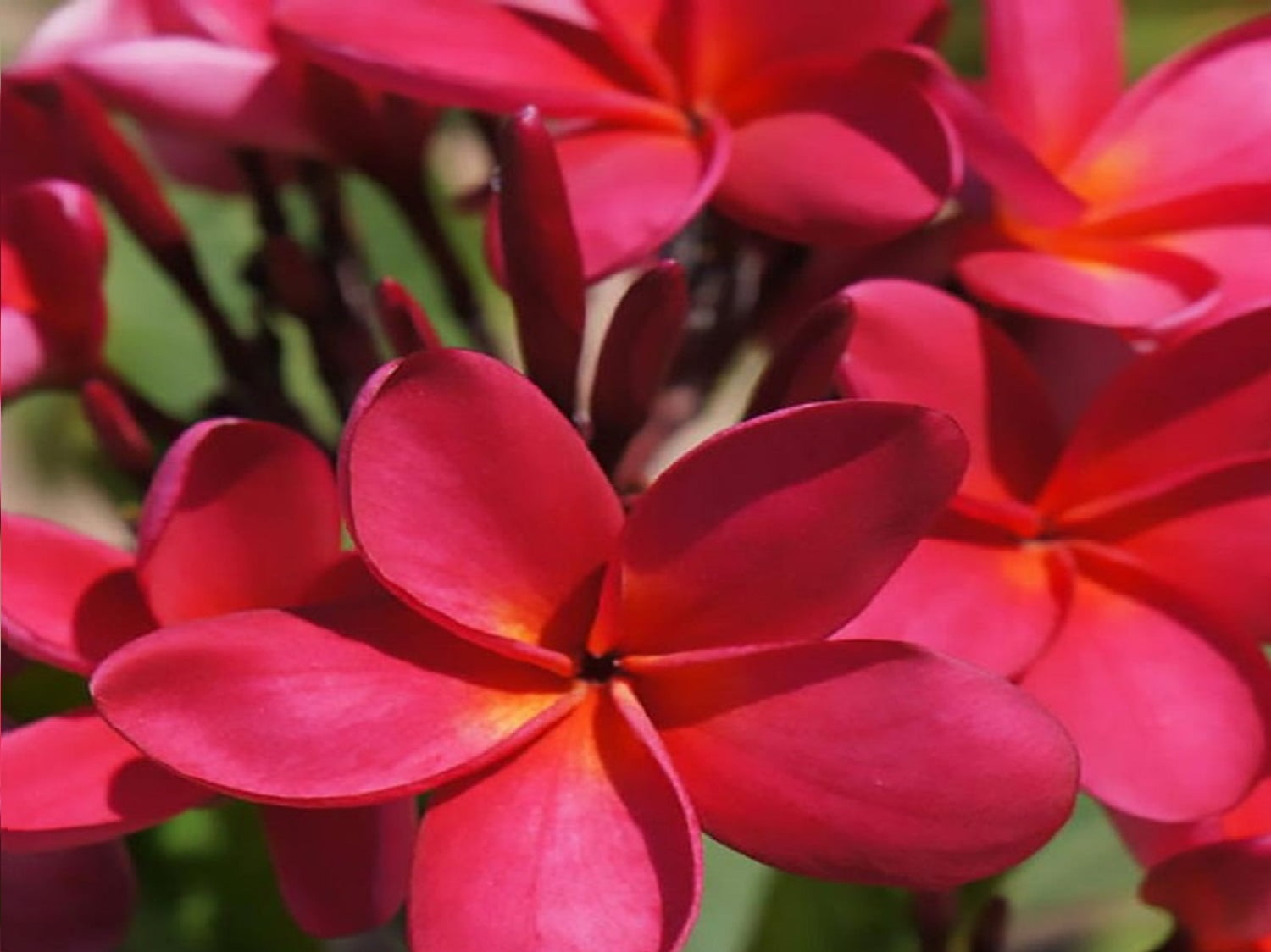 Hawaiian Red Plumeria Frangipani Plant Cutting 1 Pk "9- 12" Long - Full ...