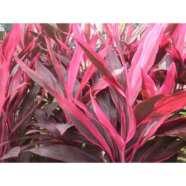 Hawaiian Red Ti Leaf Plant Cuttings 1 Pk (2 per Pack) Sun - Walmart.com