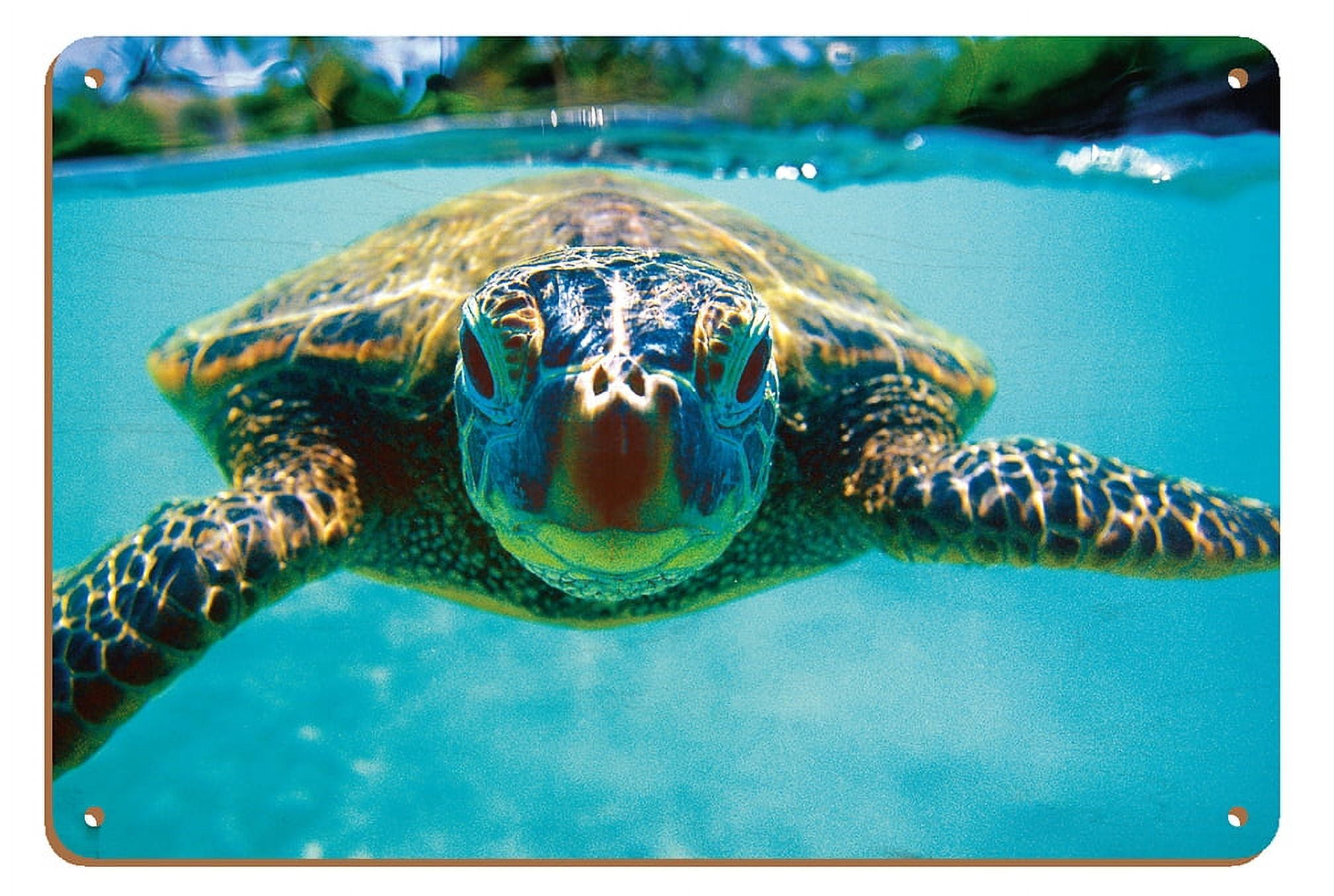 Hawaiian Sea Turtle (Honu) - From an Original Color Photograph by Kirk ...