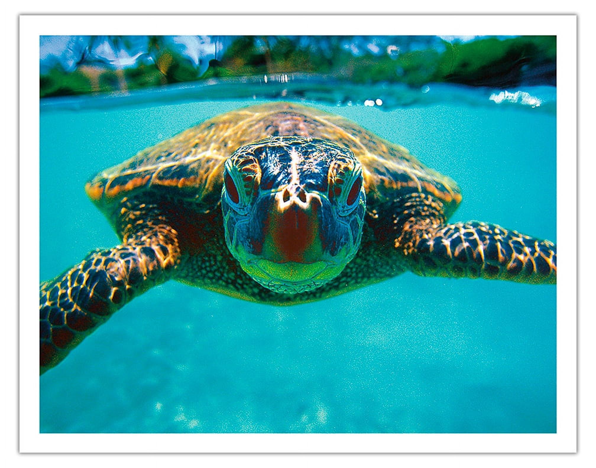 Hawaiian Sea Turtle (Honu) - From an Original Color Photograph by Kirk ...