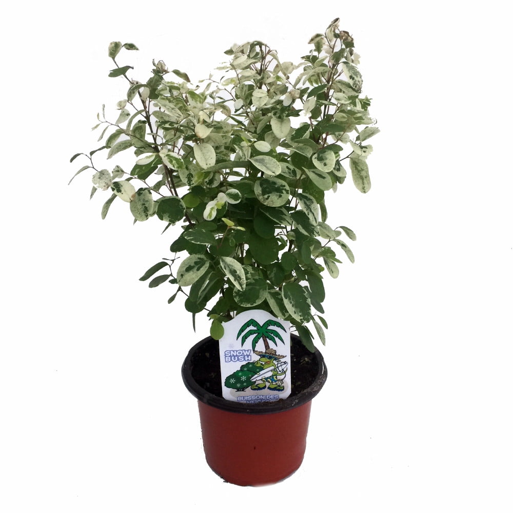 Hawaiian Snow Bush - Breynia - Great House Plant - 4" Pot - Walmart.com