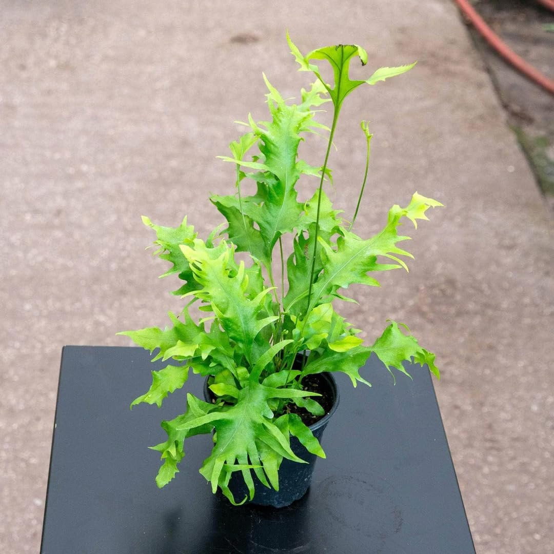 Hawaiian Sunshine Fern - Live Plant in a 6 Inch Grower's Pots ...