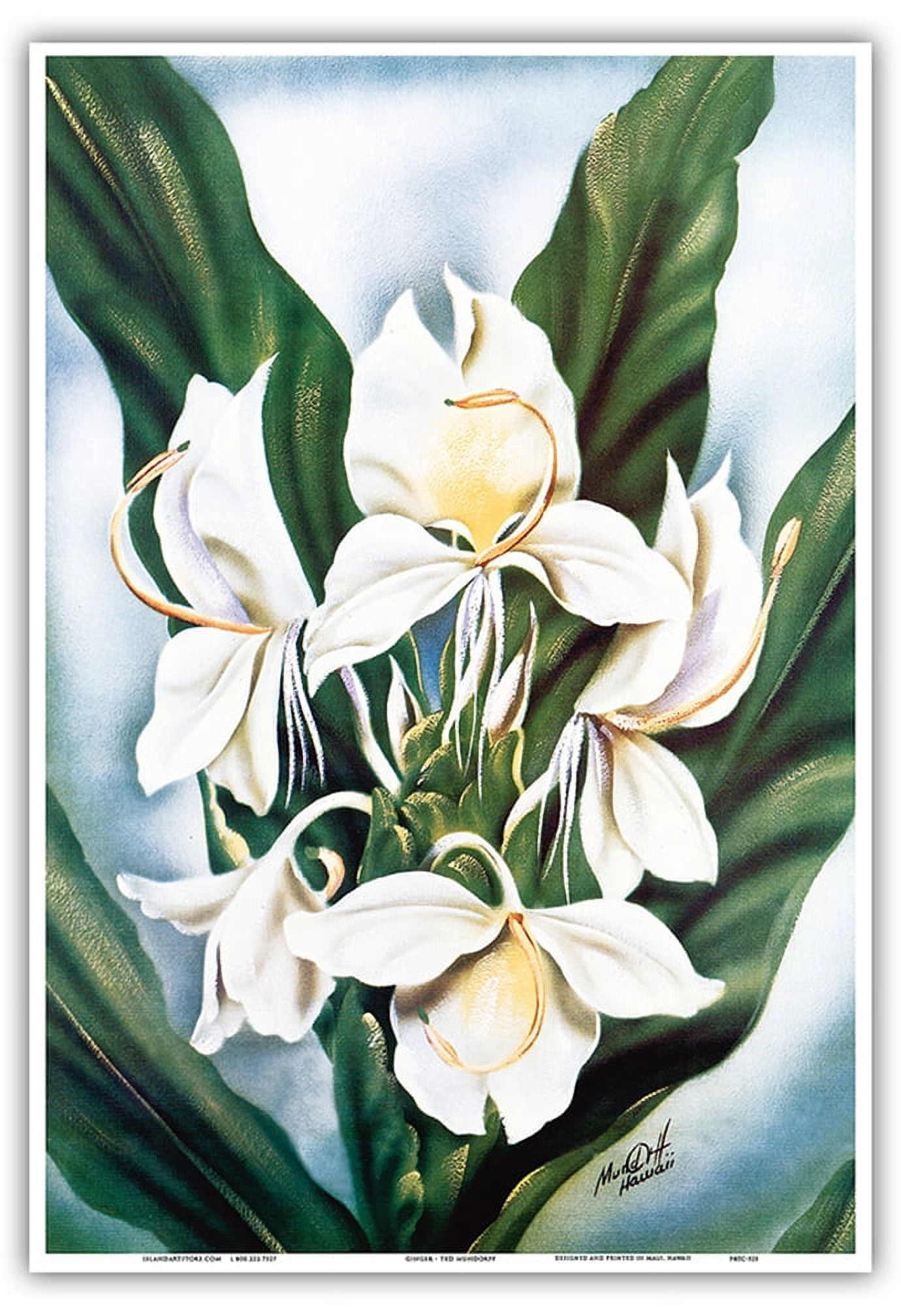 Hawaiian White Ginger (Awapuhi Ke'oke'o) - Vintage Hawaiian Airbrush ...