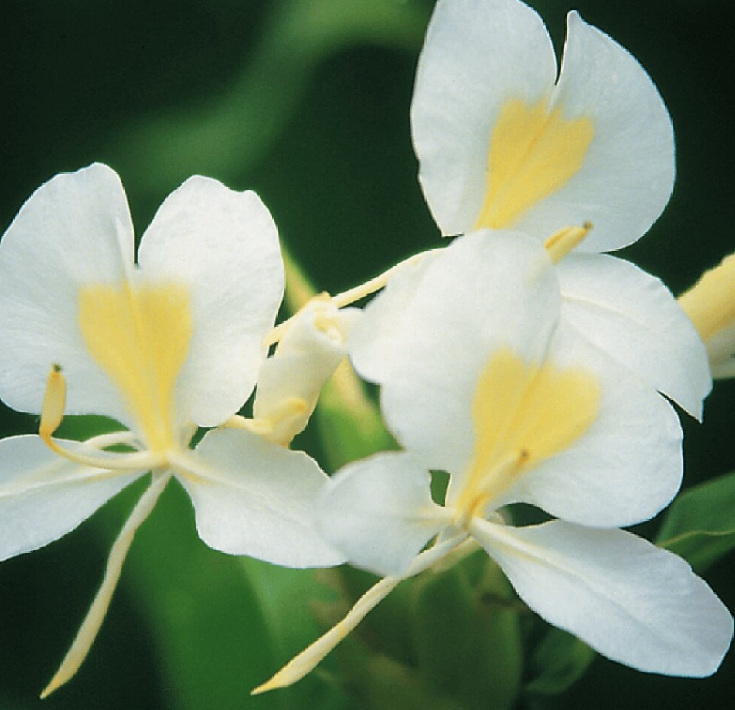 Hawaiian White Ginger Root Hedychium Coronarium J6 - Walmart.com