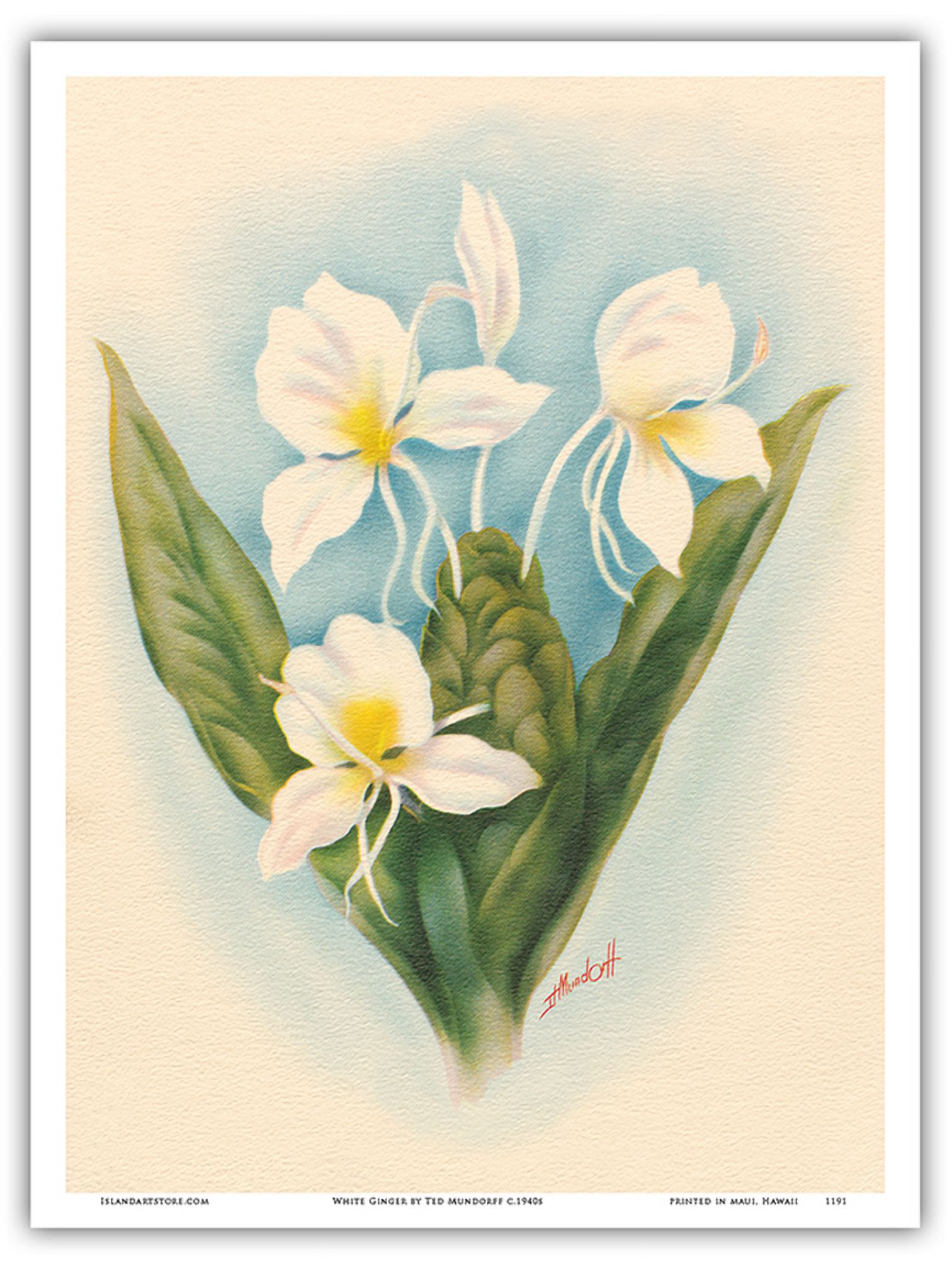 Hawaiian White Ginger - Vintage Hawaiian Airbrush Art by Ted Mundorff c ...