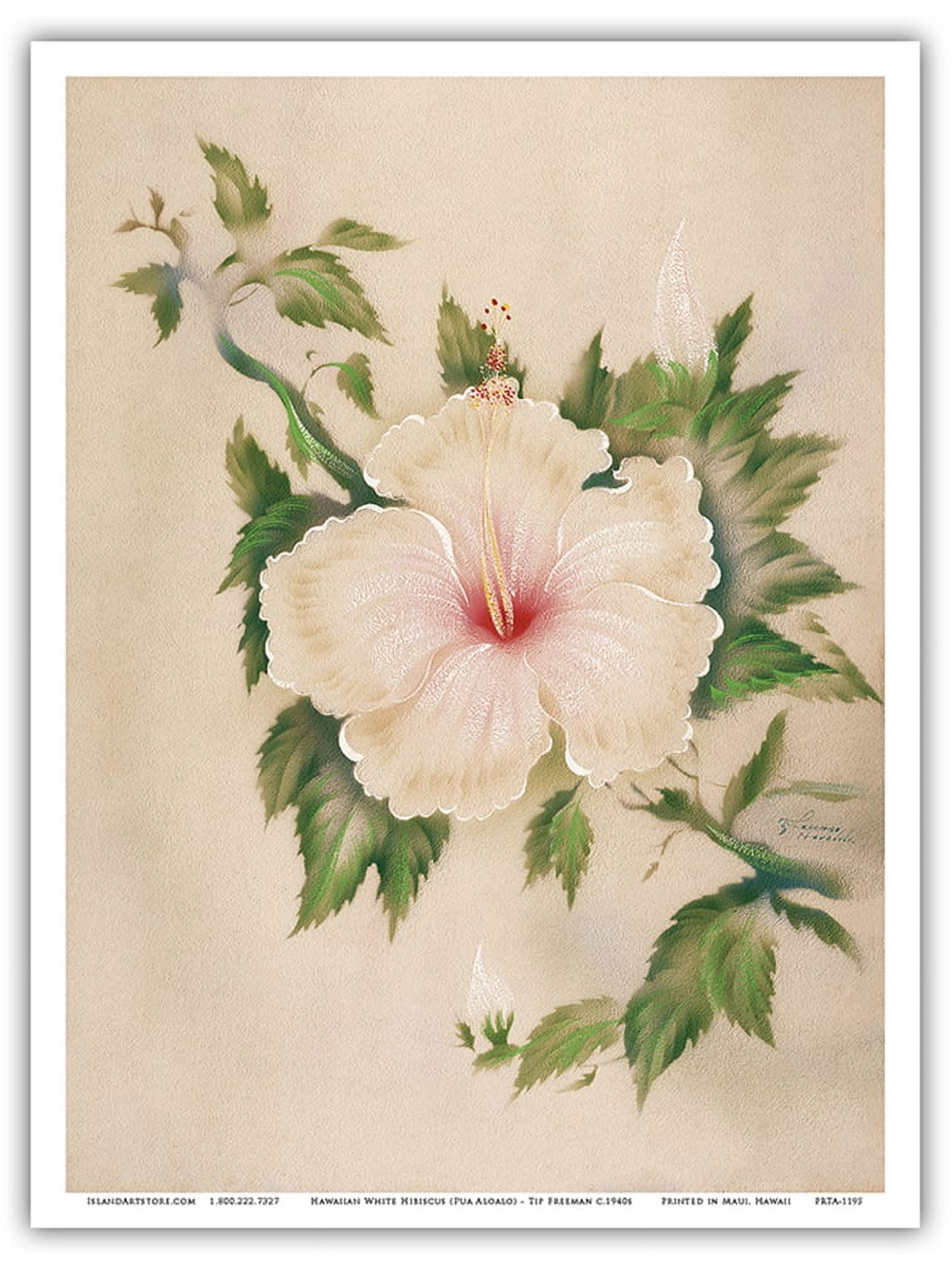 Hawaiian White Hibiscus (Pua Aloalo) - Vintage Hawaiian Airbrush Art by ...