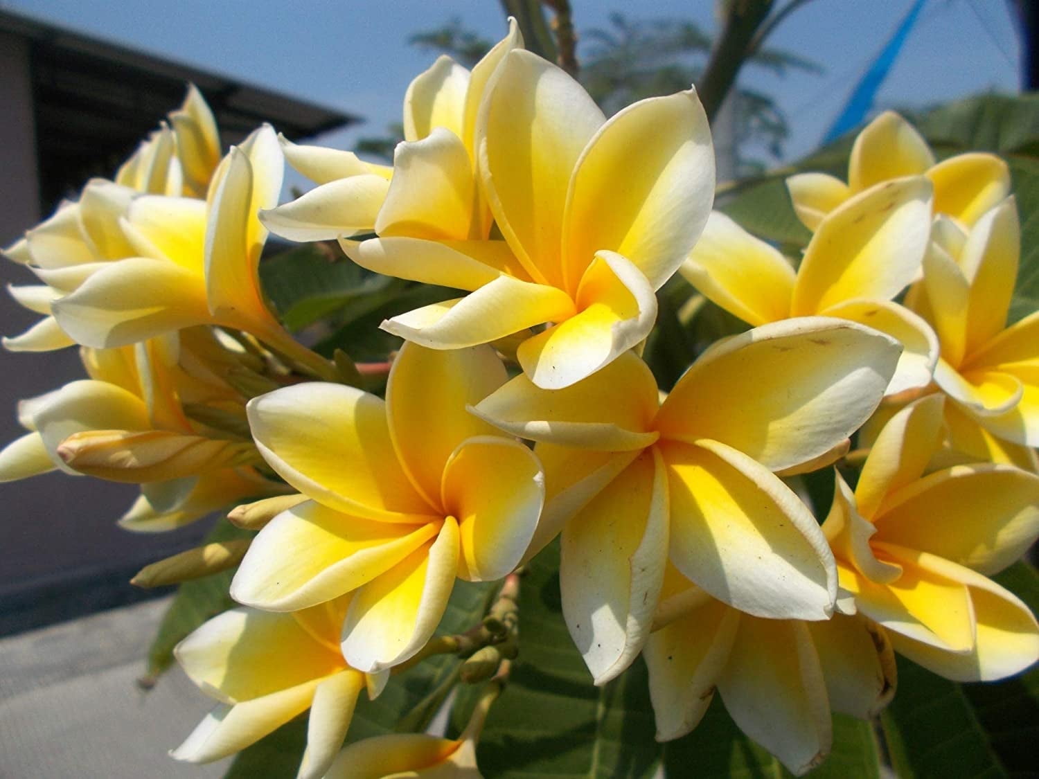 Hawaiian Yellow Live Plumeria Frangipani Plant Shrub Cutting - Indoor ...
