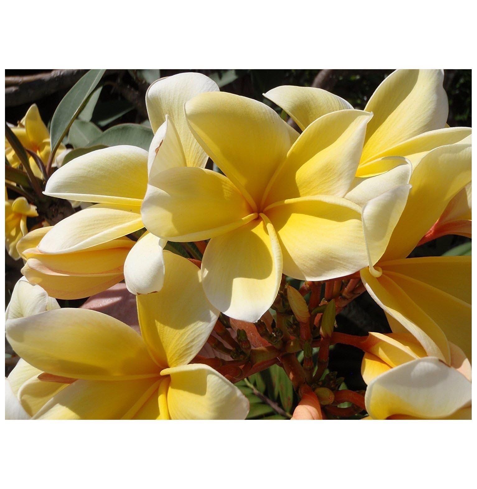 Hawaiian Yellow Melemele Plumeria Frangipani Plant Cutting - Walmart.com