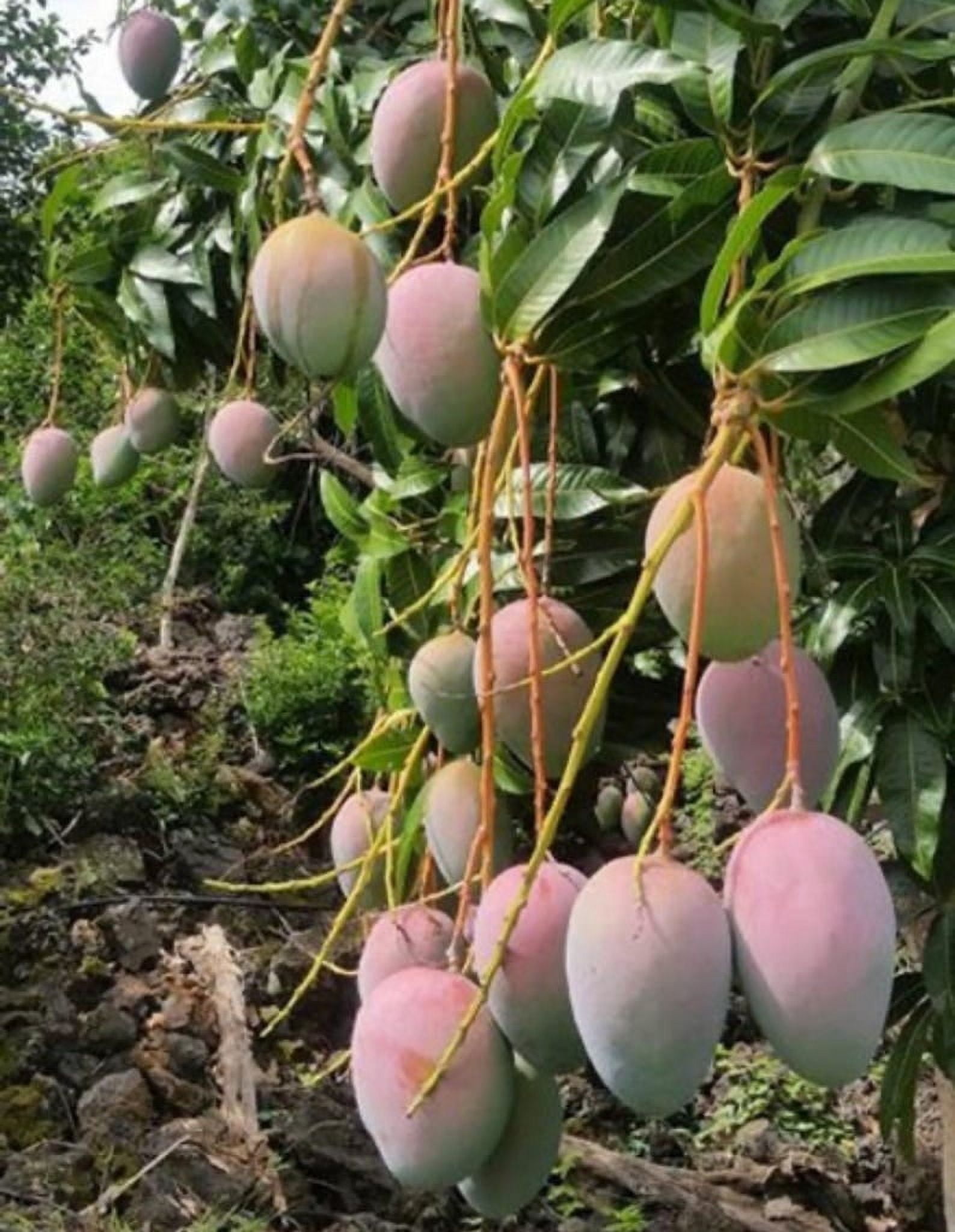 Hawaiian dwarf Mango TREE GRAFTED (2-4 Feet Tall). Ship to all states ...