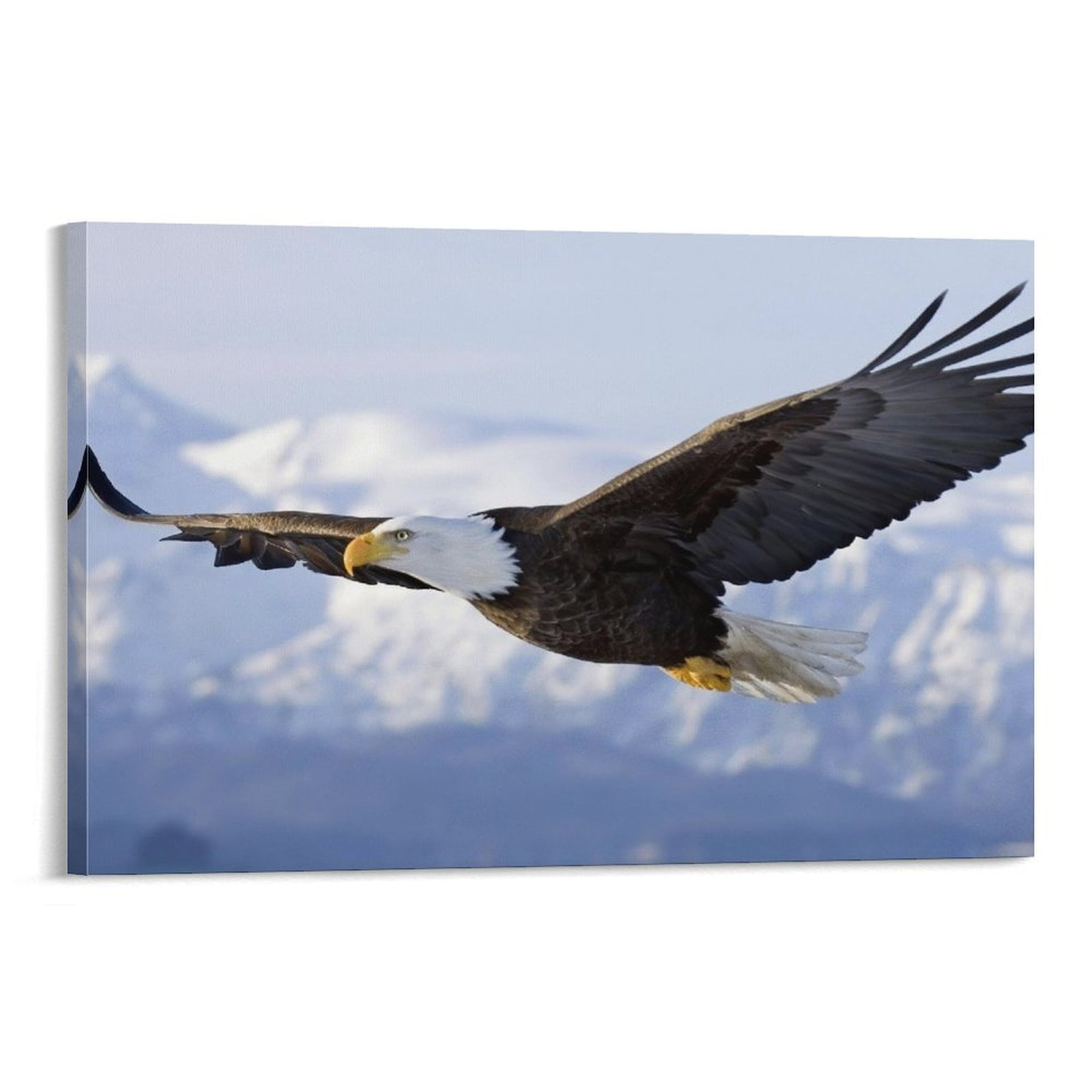 Hawk Bird of Prey Birds Education Poster (2) Home Decor Poster Wall Art ...