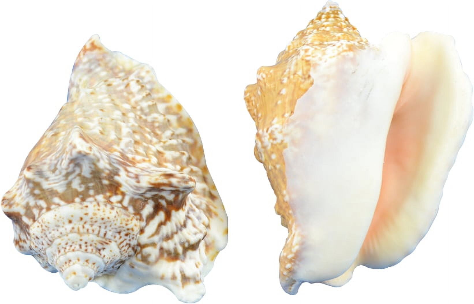 Hawk Wing Shells Assorted Craft Seashells 2.5-3" (1 Gallon) - Walmart.com