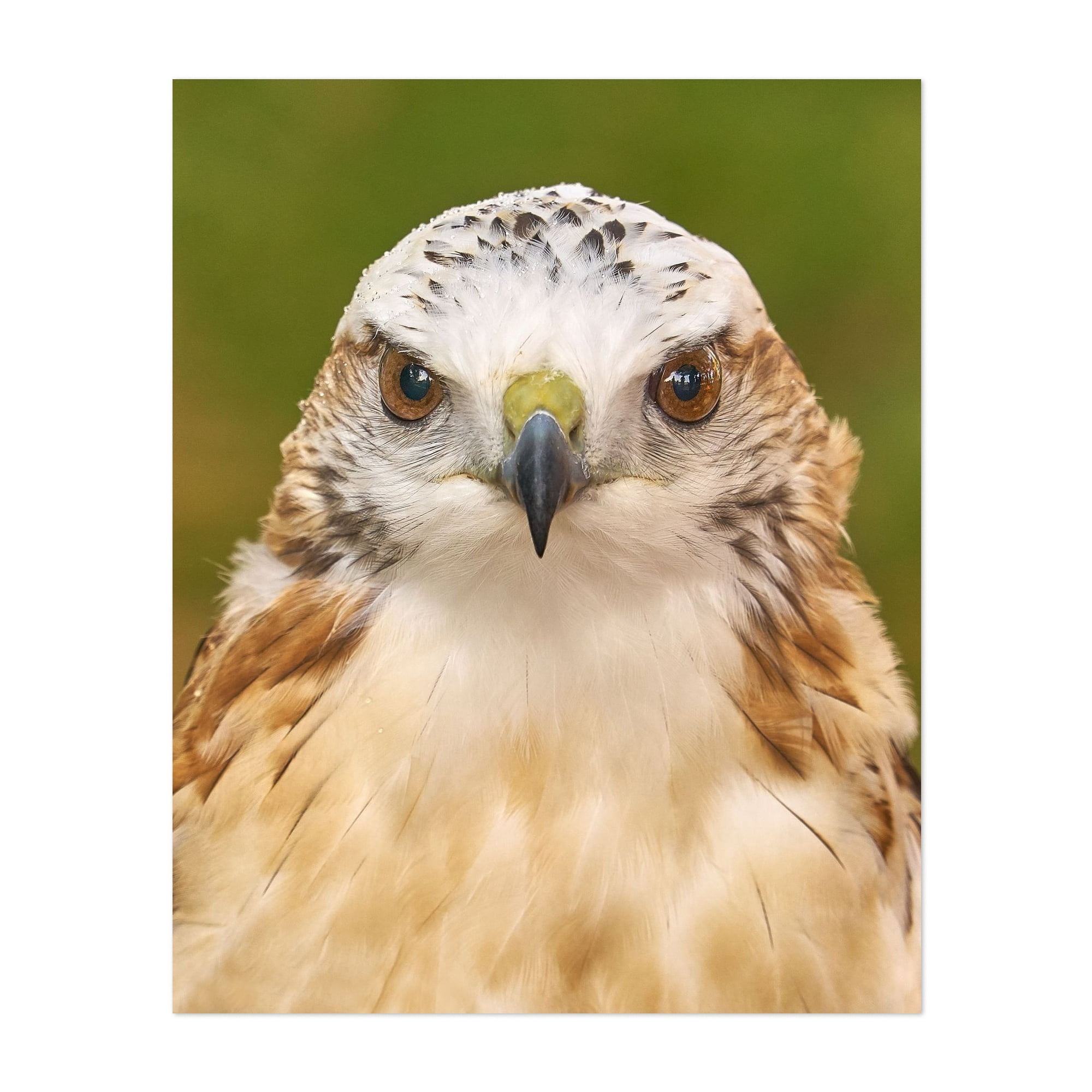 Hawk eyes - Photography Bird Wildlife Animal Nature Portrait Scenic ...