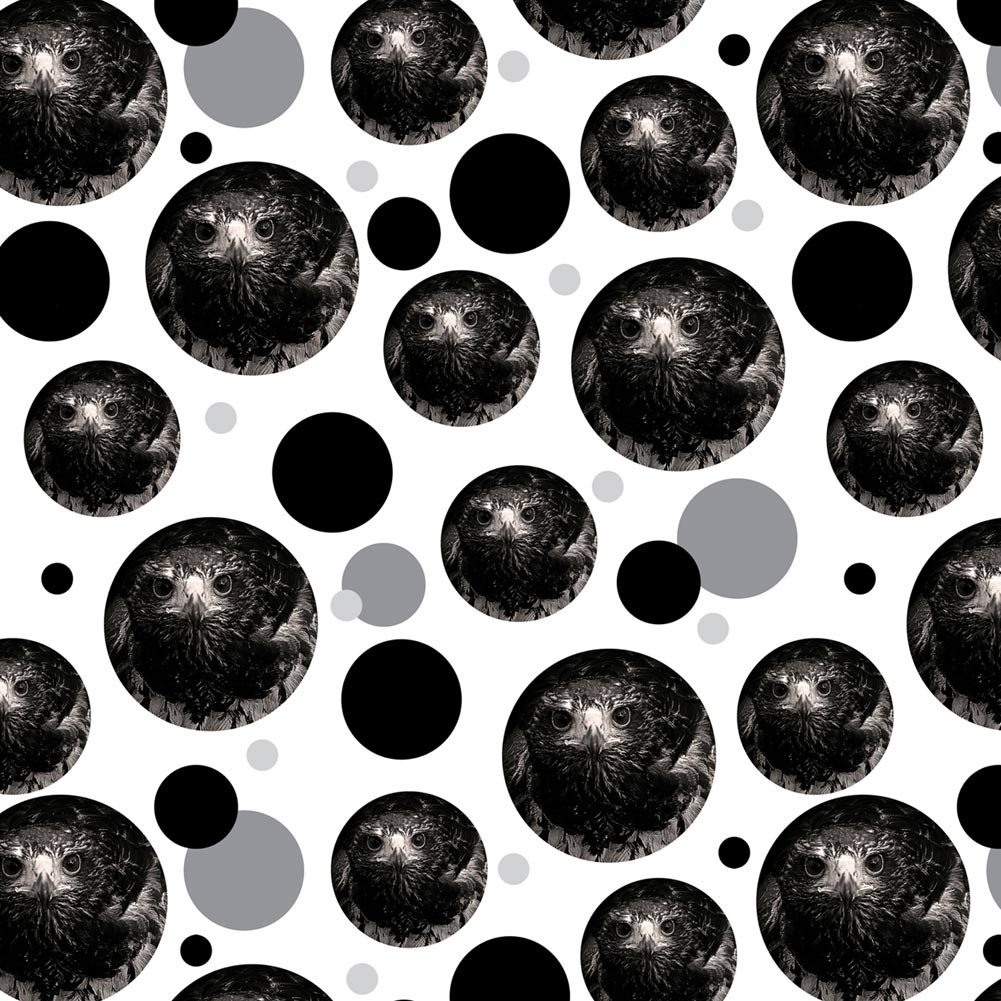Hawk on Black and White Raptor Avian Premium Gift Wrap Wrapping Paper ...