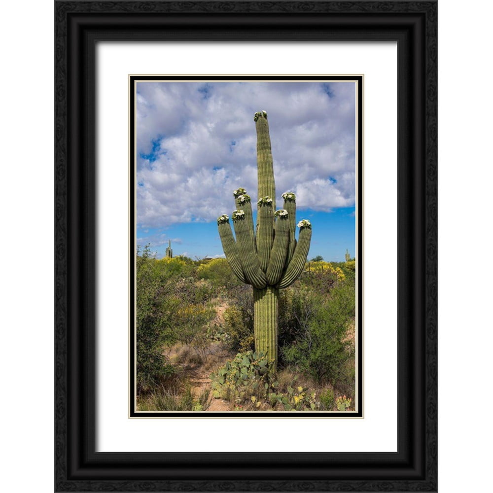 Hawkins, Peter 11x14 Black Ornate Wood Framed with Double Matting Museum Art Print Titled ...